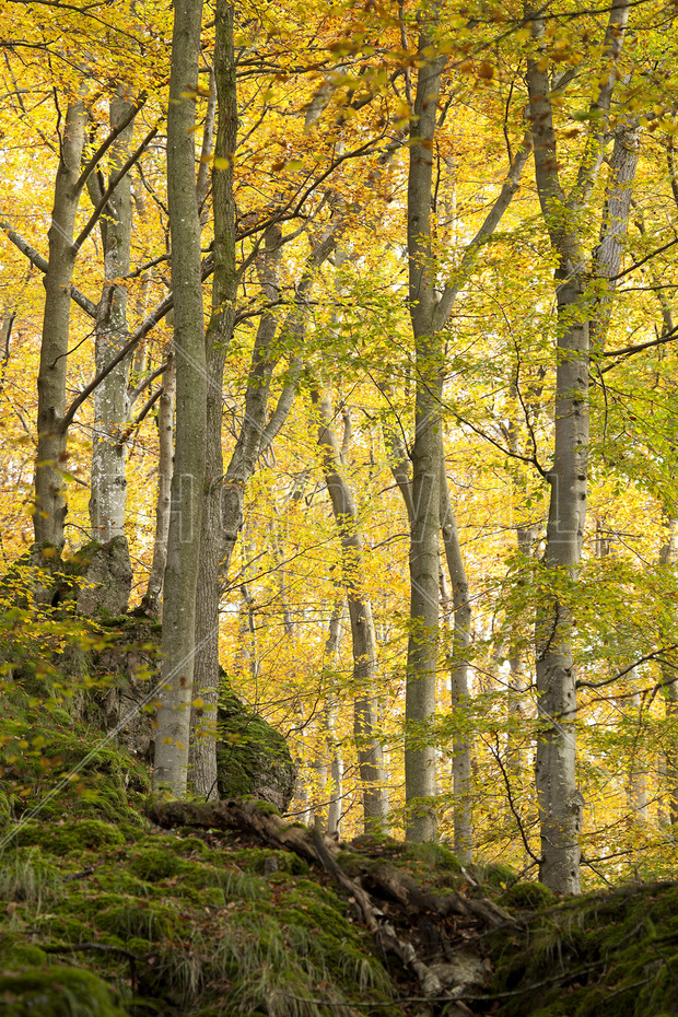 aspen tree wallpaper,tree,natural landscape,nature,forest,deciduous ...