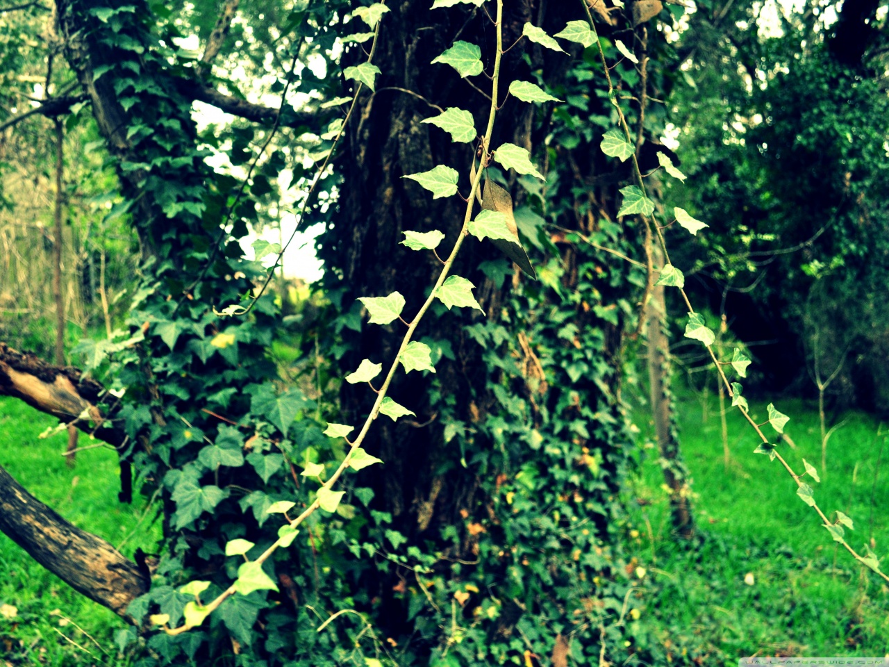 Vine Wallpaper - Wallpaper- WallpaperUse