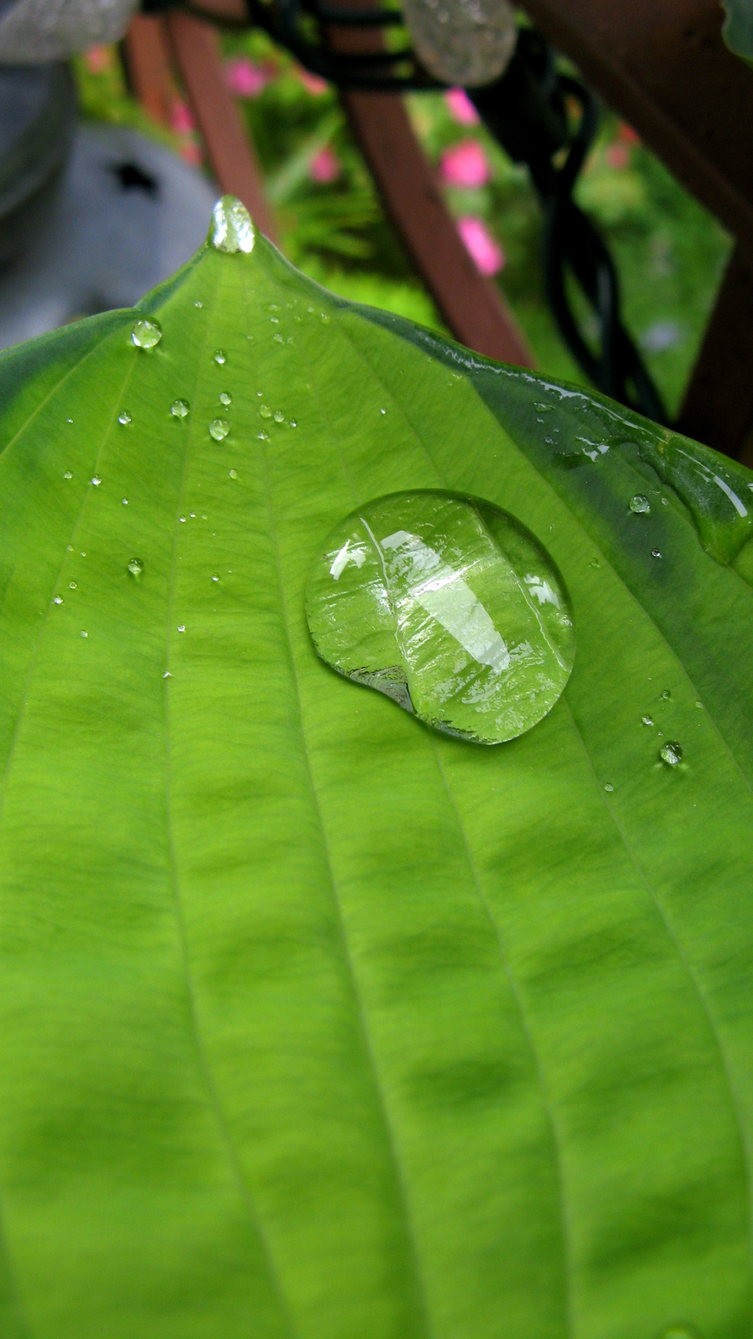 carta da parati orizzontale hd,foglia,verde,rugiada,acqua,far cadere ...