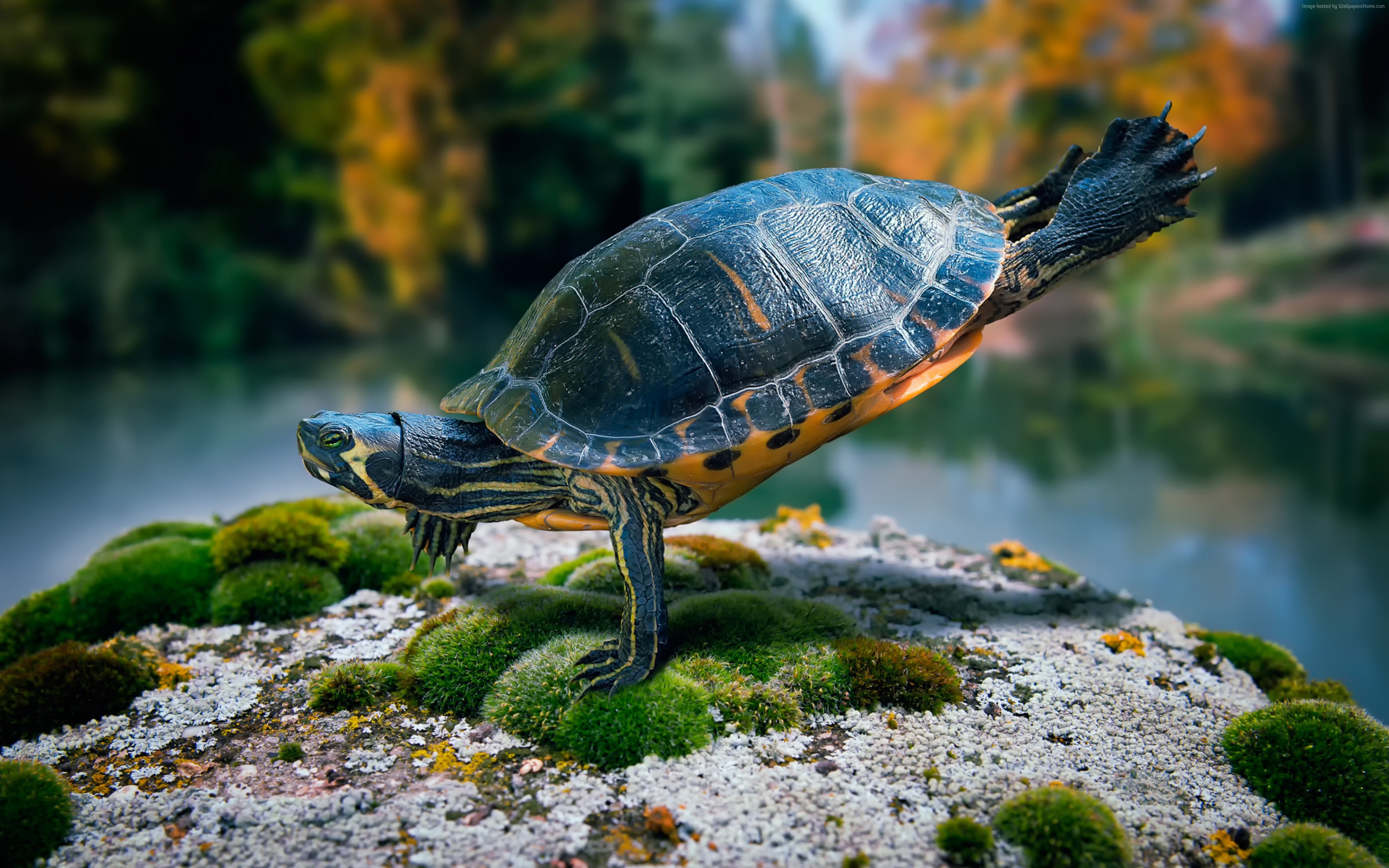 computer wallpaper full hd,tortoise,pond turtle,turtle,sea turtle ...