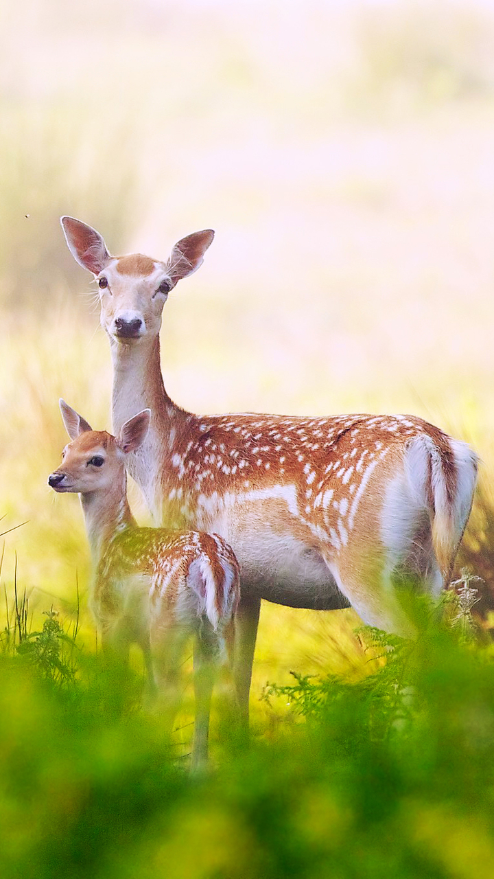 sfondi hd 720x1280 android,natura,cervo,animale terrestre,capriolo ...