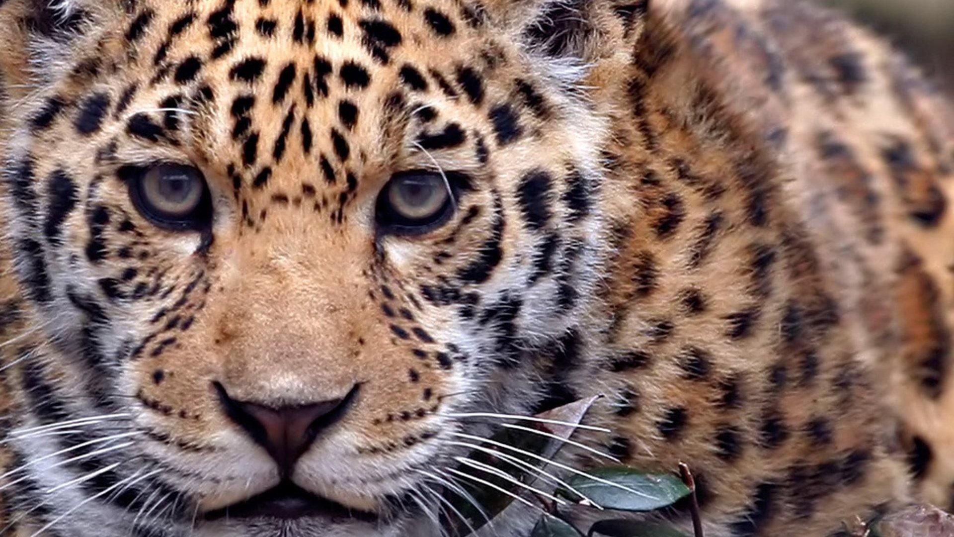 Animals Multi Screen Felin Multiple Triple Monitor - Wild Animals Full ...