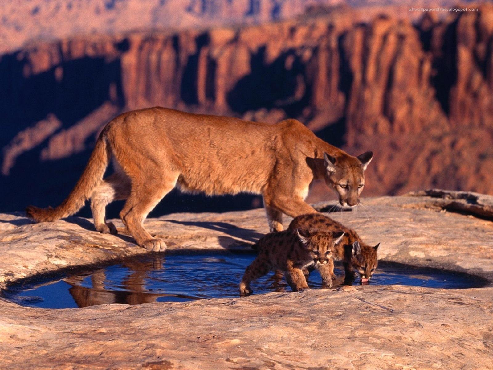 vida silvestre fondos de pantalla hd,fauna silvestre,felidae,animal ...