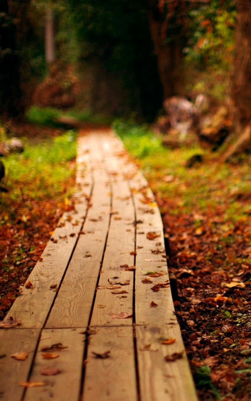 Quotes About Paths Taken- WallpaperUse