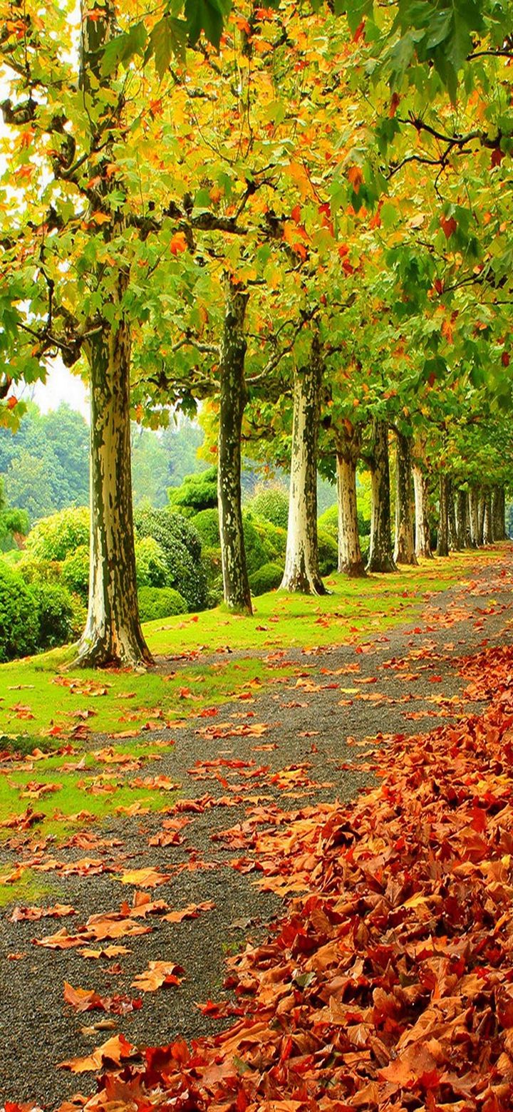 sfondo 720,paesaggio naturale,albero,natura,foglia,autunno (#845466) - WallpaperUse