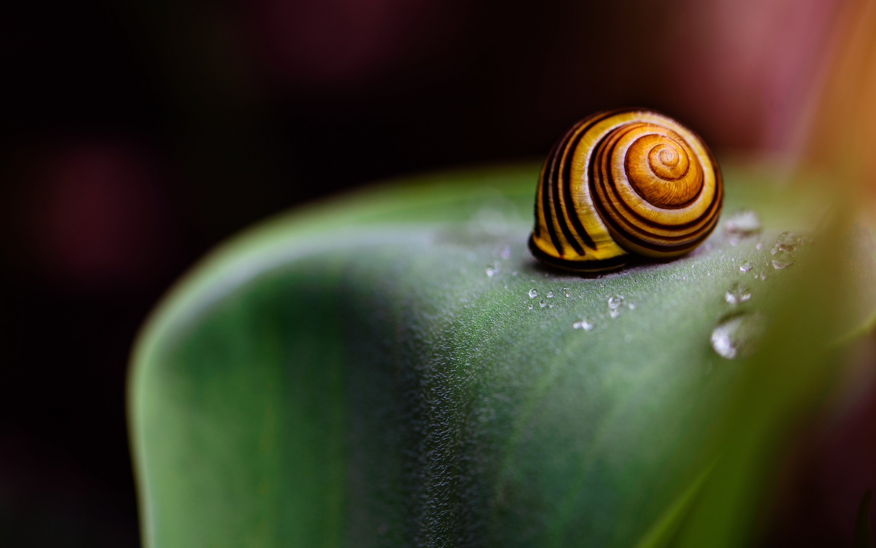 snail wallpaper,nature,green,snails and slugs,macro photography,snail ...