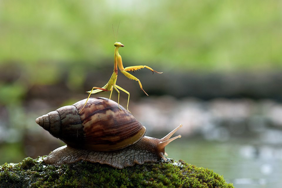 Snails - Praying Mantis Riding A Snail- WallpaperUse