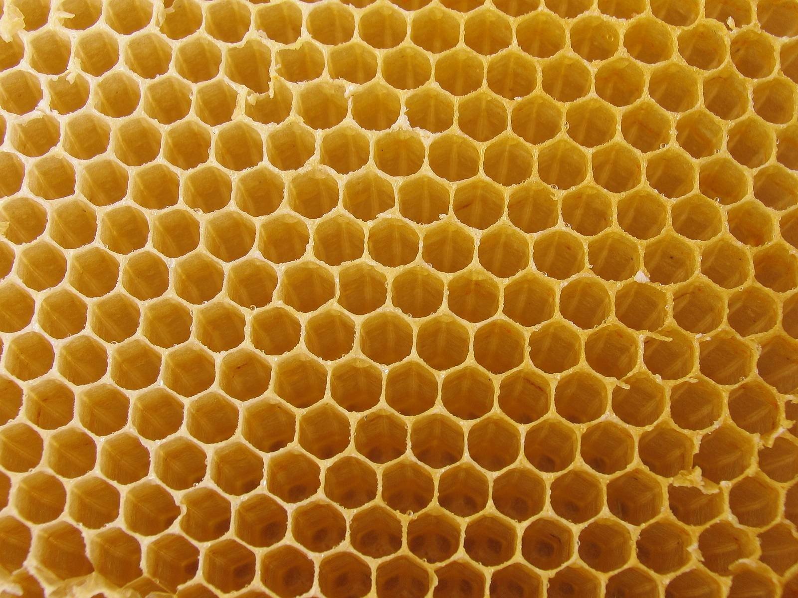 beehive wallpaper,beehive,pattern,honeycomb,bee,yellow (#848401) - WallpaperUse