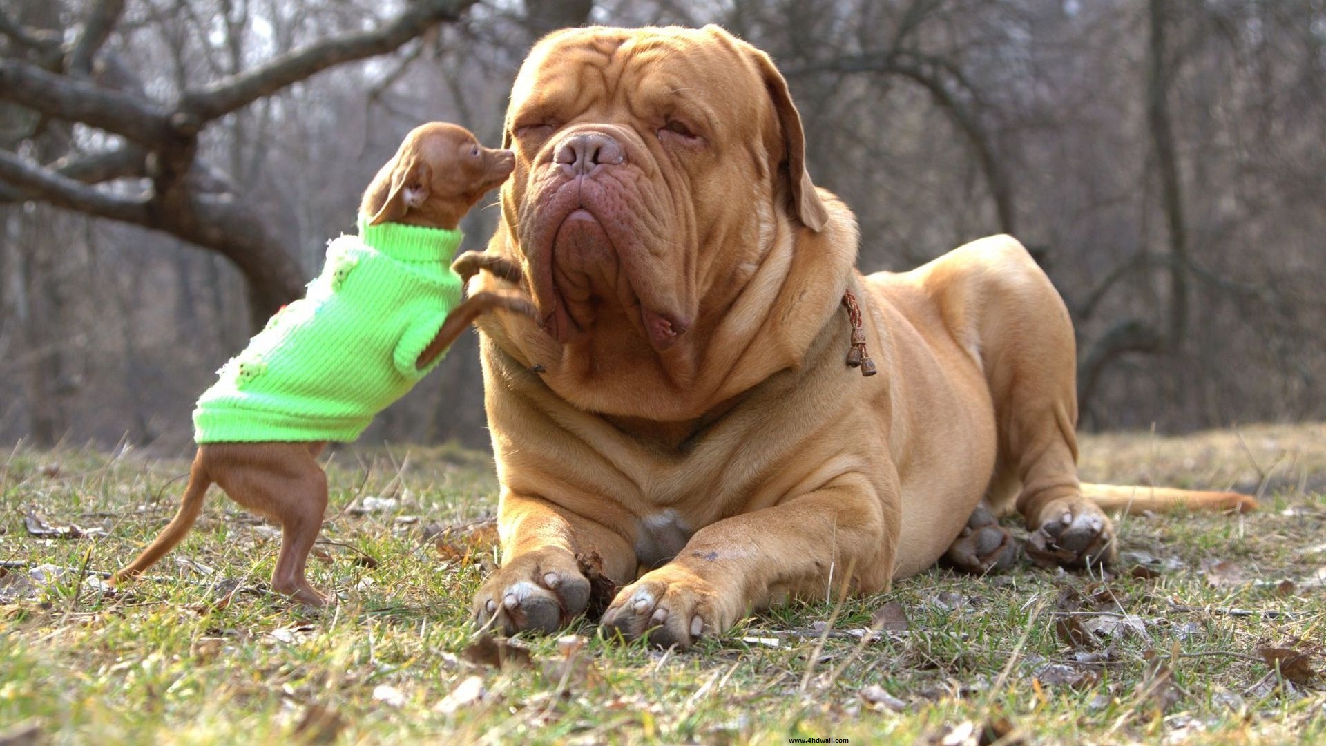 cane download di sfondi hd,cane,dogue de bordeaux,cane da compagnia ...