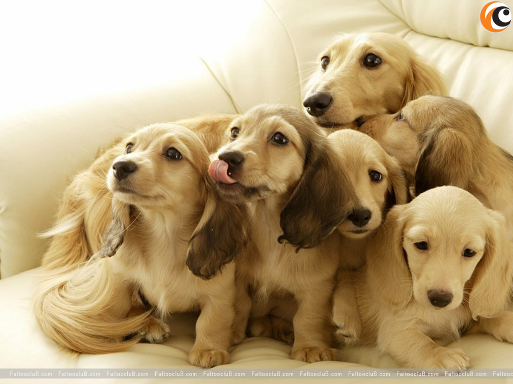 Sweetest Puppies In The World- WallpaperUse