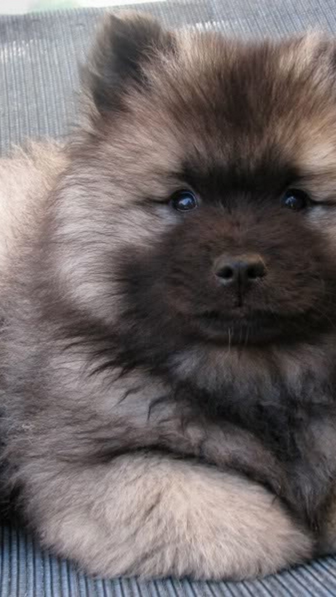 Puppy Wallpaper Iphone Resolution - Danish Barge Dog Puppy- WallpaperUse