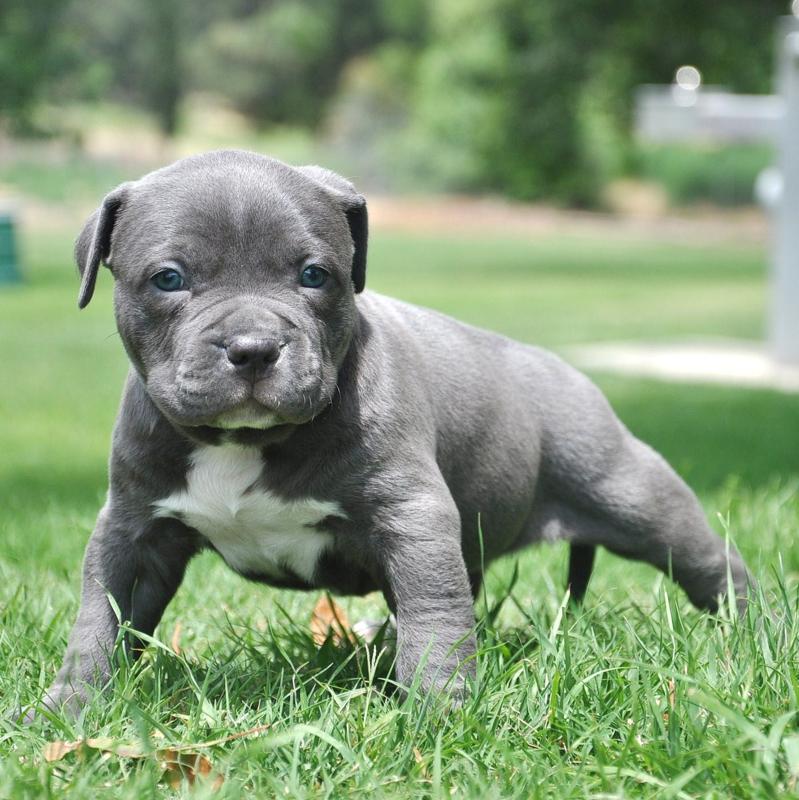 pitbull puppy wallpaper,dog,mammal,vertebrate,dog breed,canidae ...