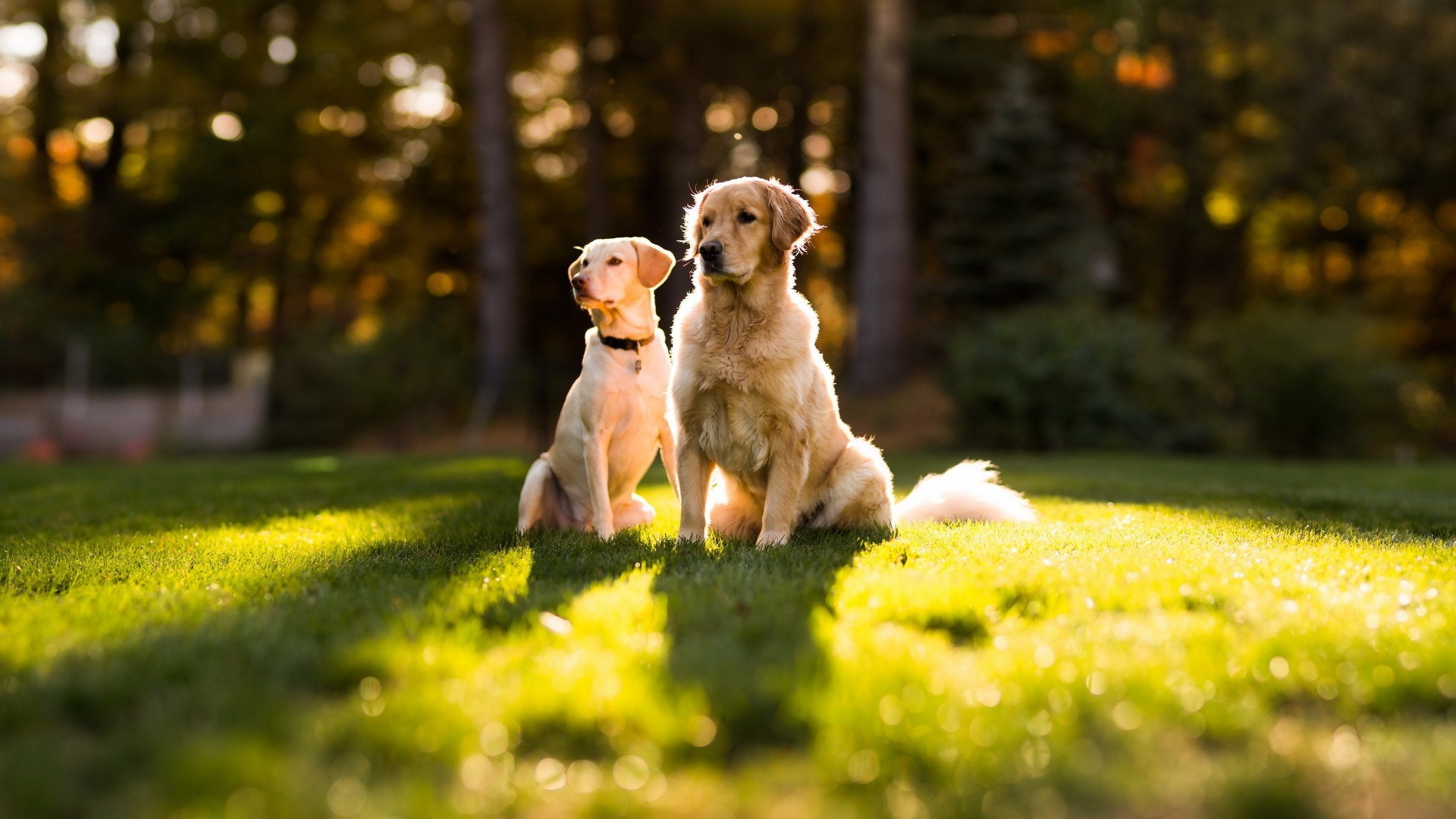 miglior wallpaper per cani,cane,golden retriever,cane da compagnia,erba ...