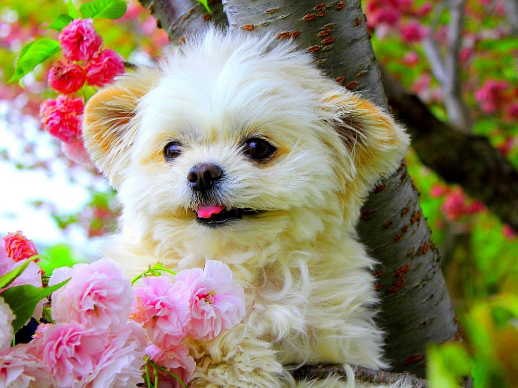 Spring Puppy Backgrounds- WallpaperUse