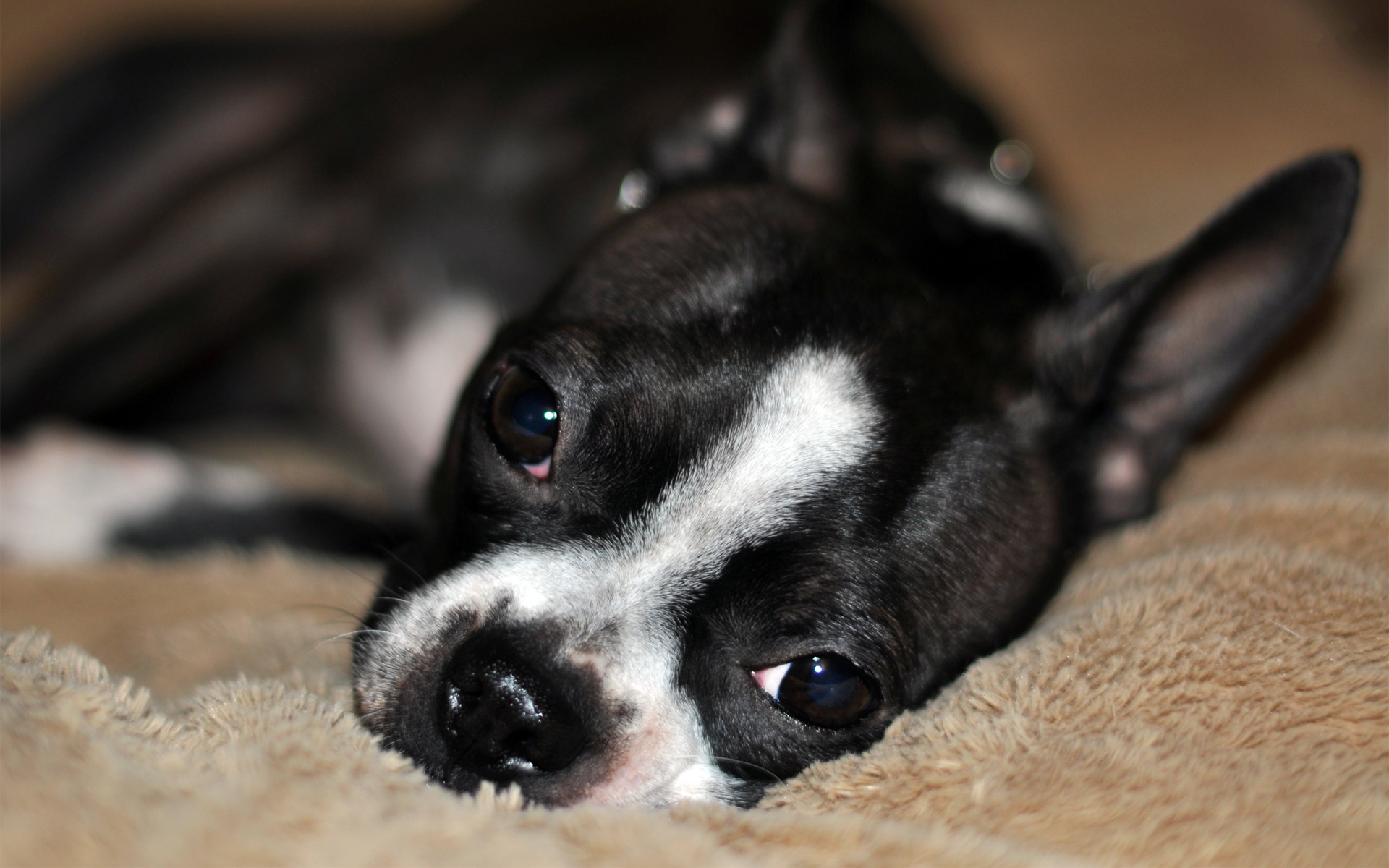 carta da parati pappy,cane,boston terrier,grugno,cucciolo,occhio ...