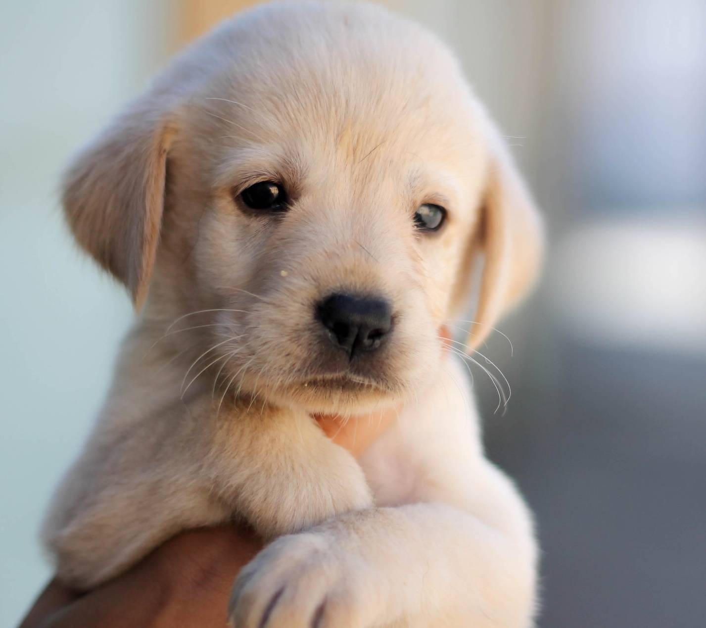 puppy wallpaper doggy wallpapers,dog,mammal,vertebrate,dog breed ...
