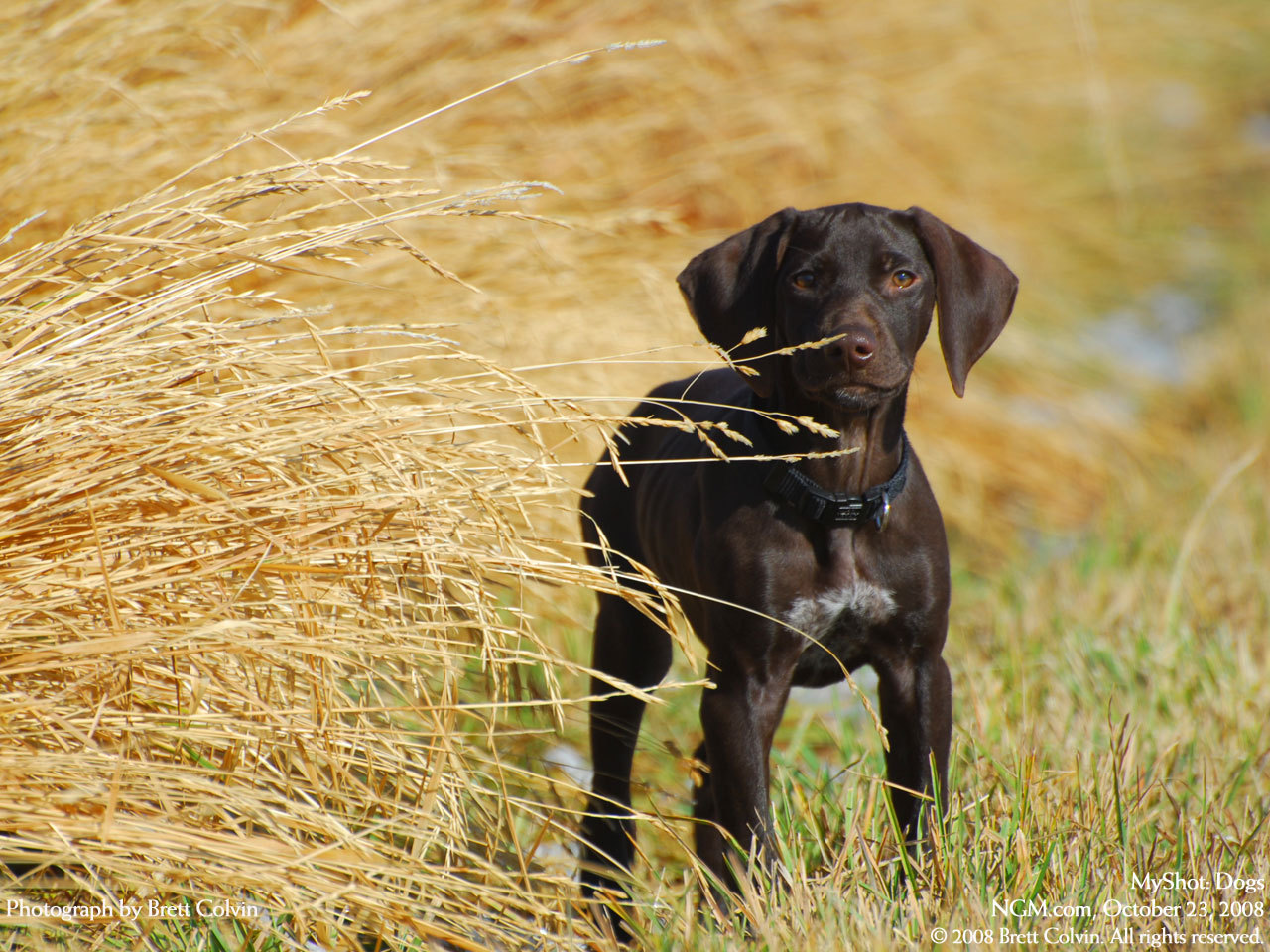 perro imágenes fondos de pantalla,perro,perro de caza,grupo deportivo ...