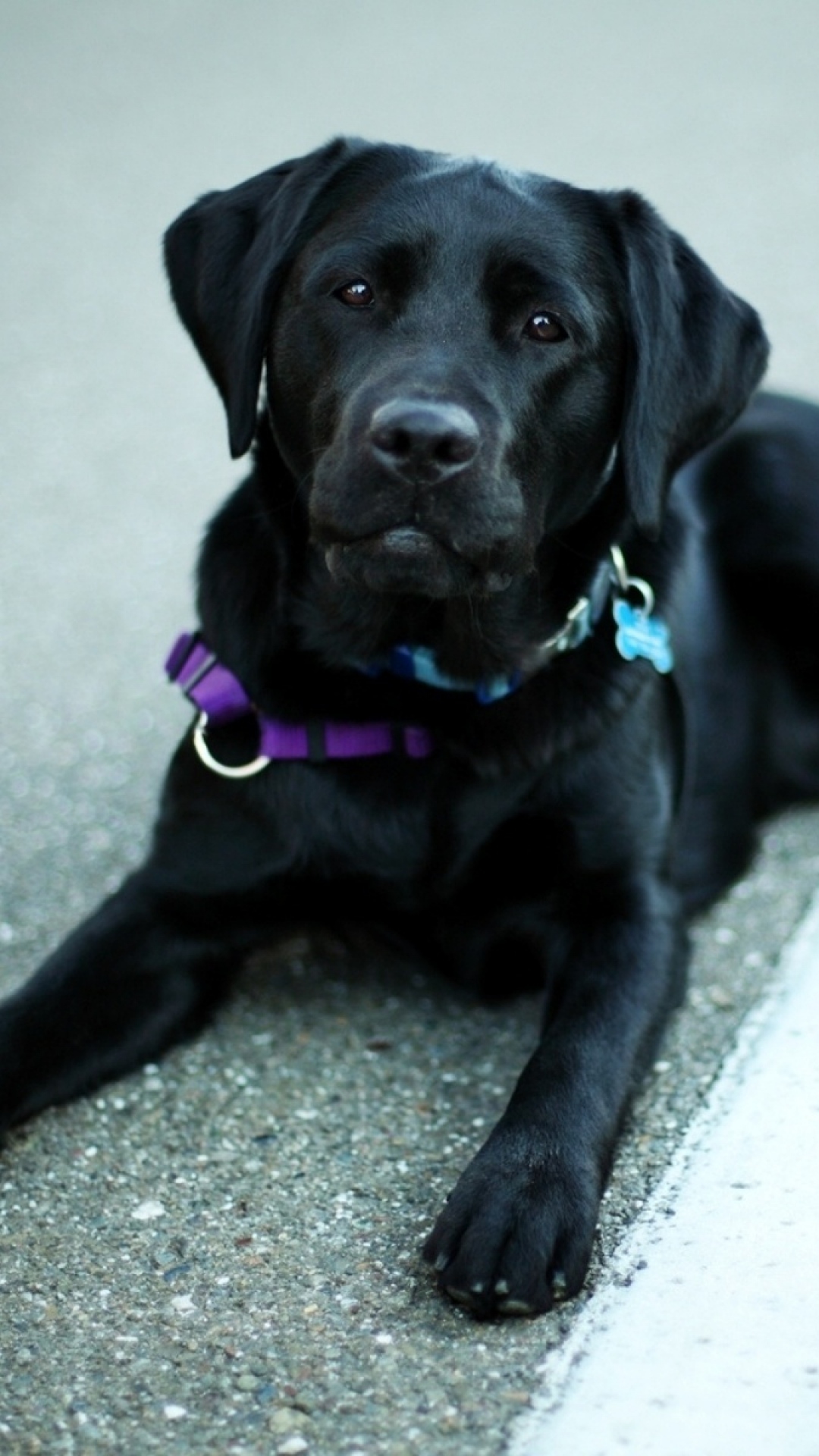 labra dog wallpaper,dog,vertebrate,dog breed,canidae,labrador retriever ...