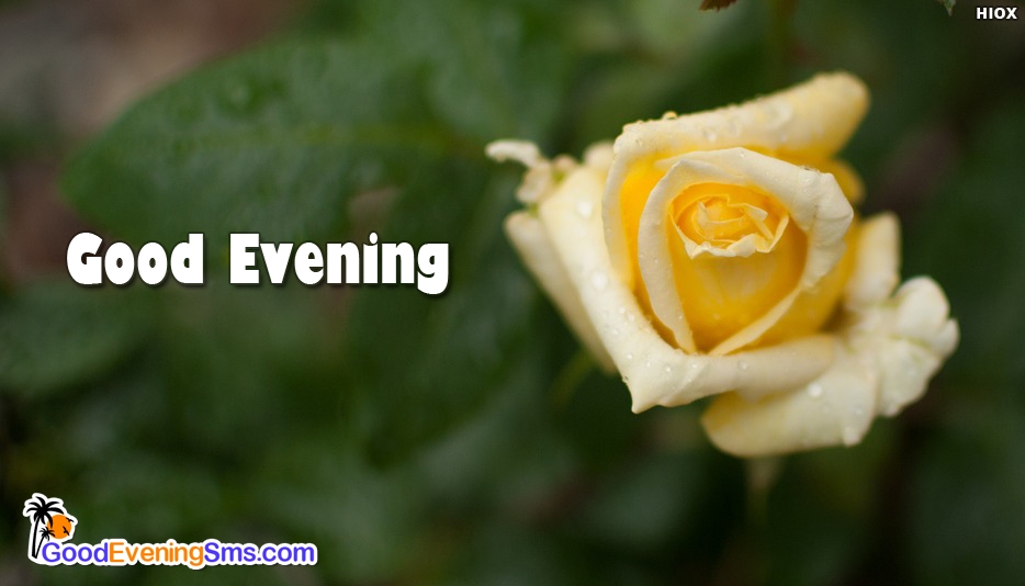 Good Evening Images With Rose - Gd Evening Hd Rose- WallpaperUse