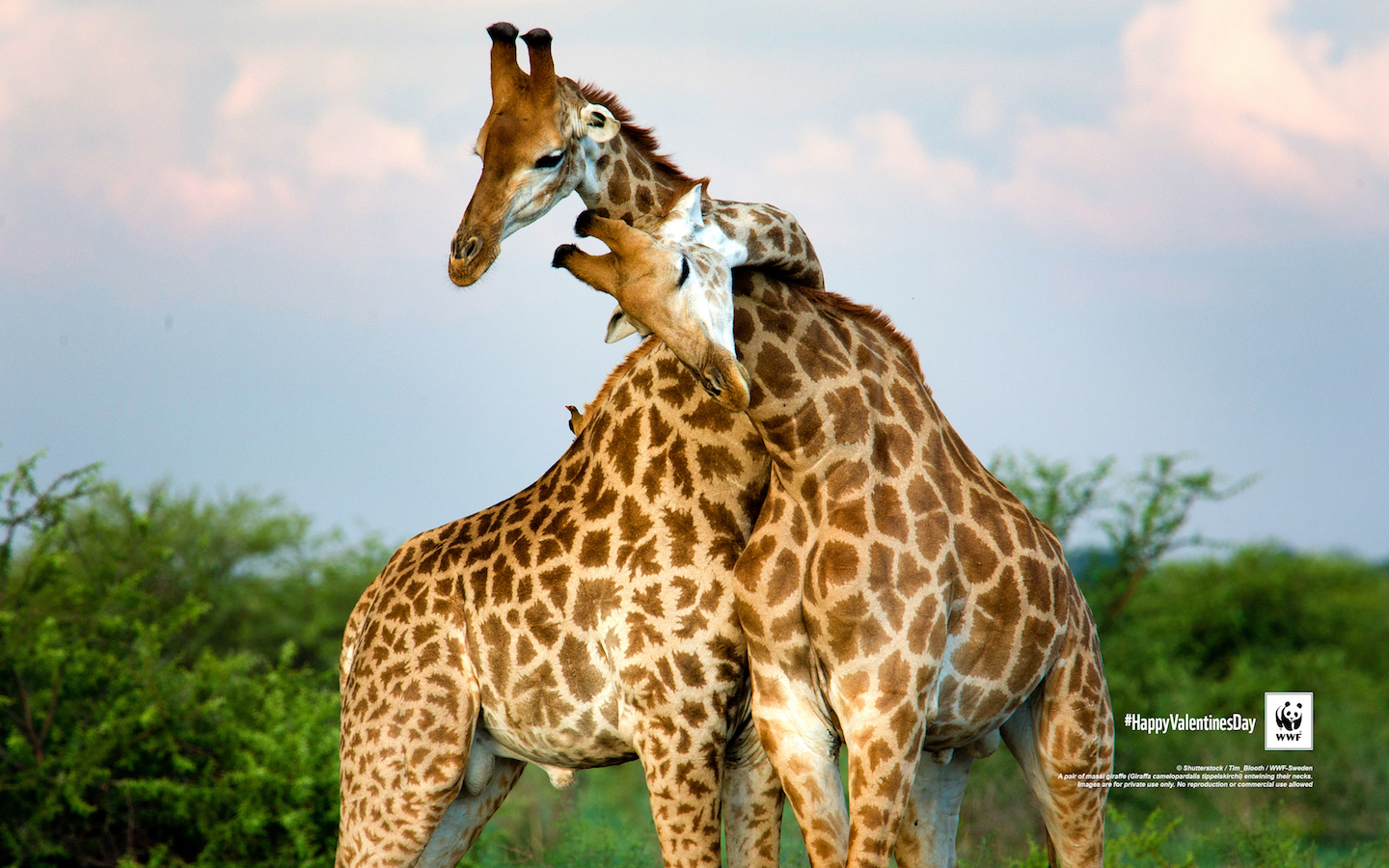 wwf wallpaper,giraffe,terrestrial animal,giraffidae,wildlife,mammal ...