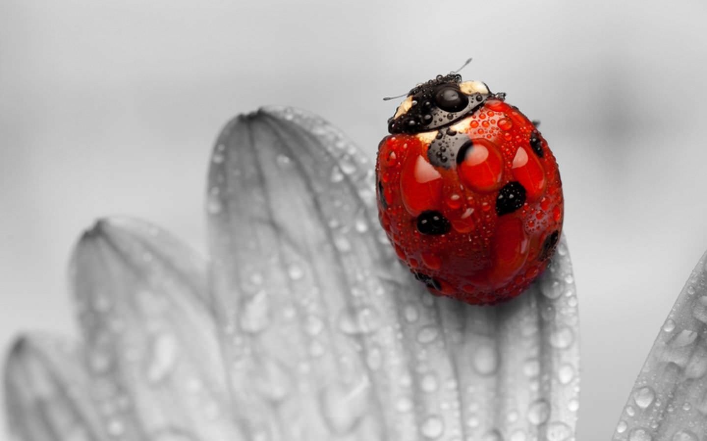 beautiful lady wallpaper,insect,ladybug,red,white,macro photography ...
