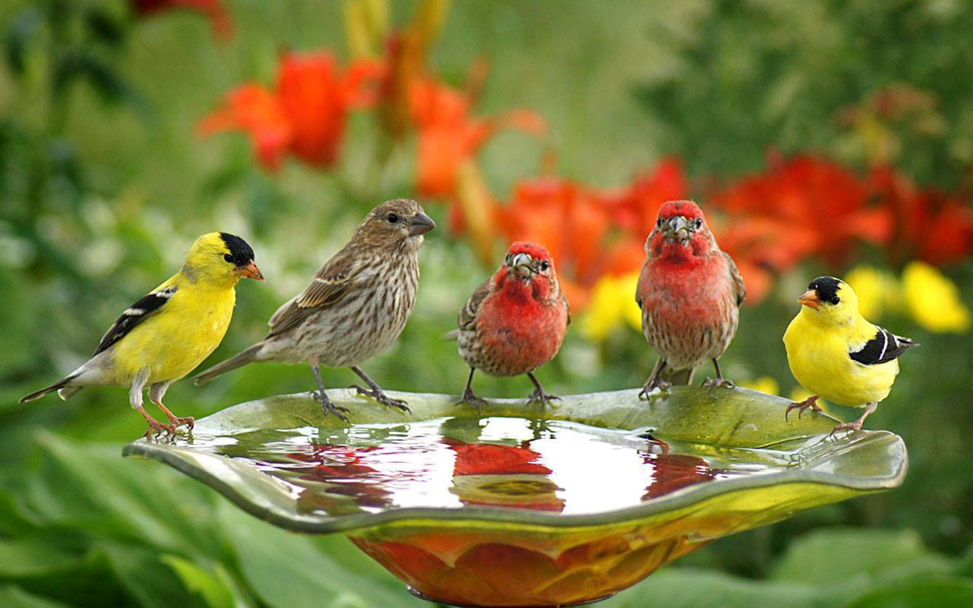 cute birds wallpapers,bird,finch,beak,songbird,atlantic canary (#860672 ...