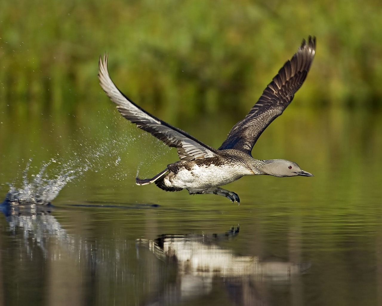 Beautiful Flying Birds Hd Background- WallpaperUse