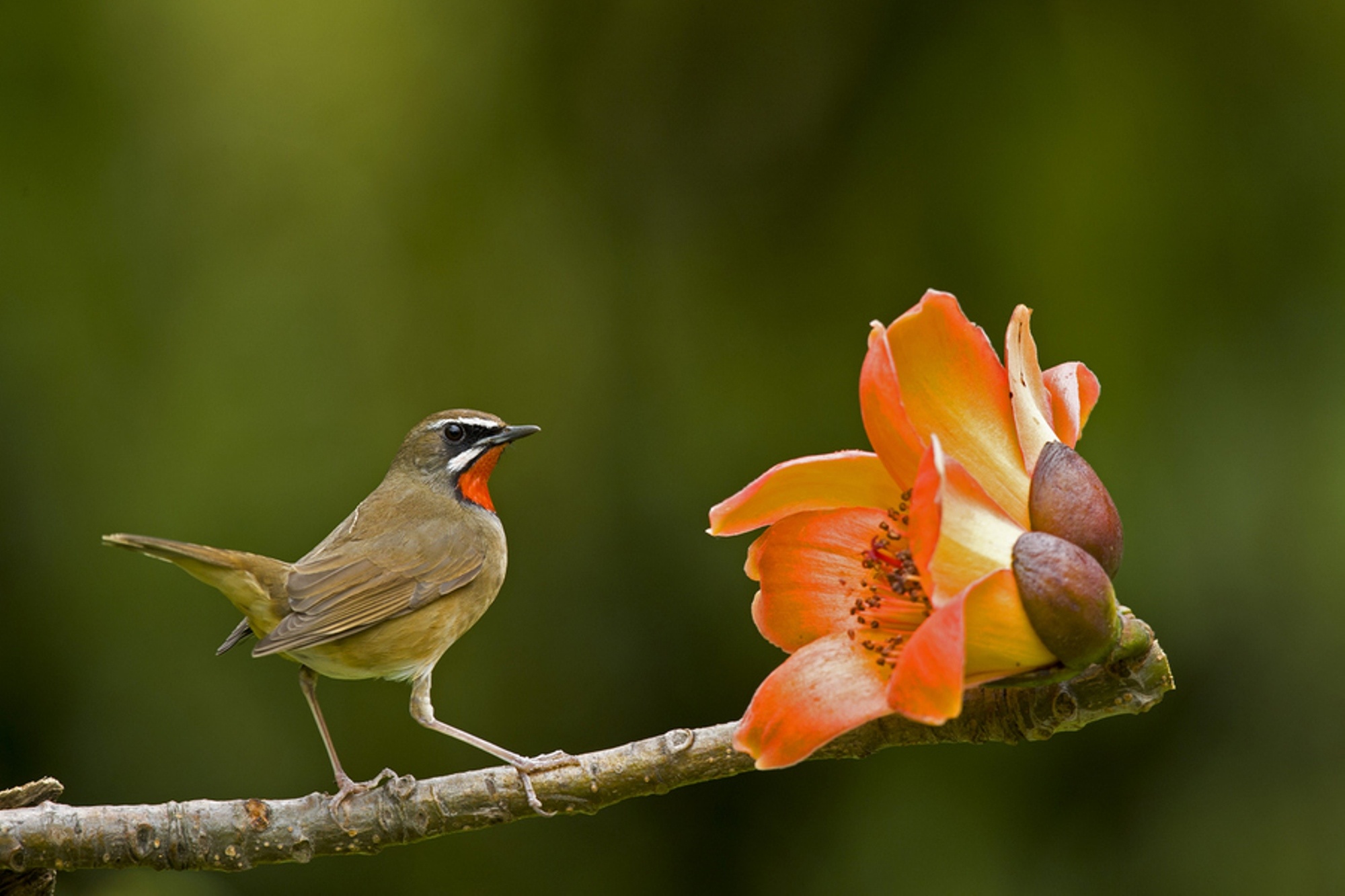 Bird On A Flower- WallpaperUse