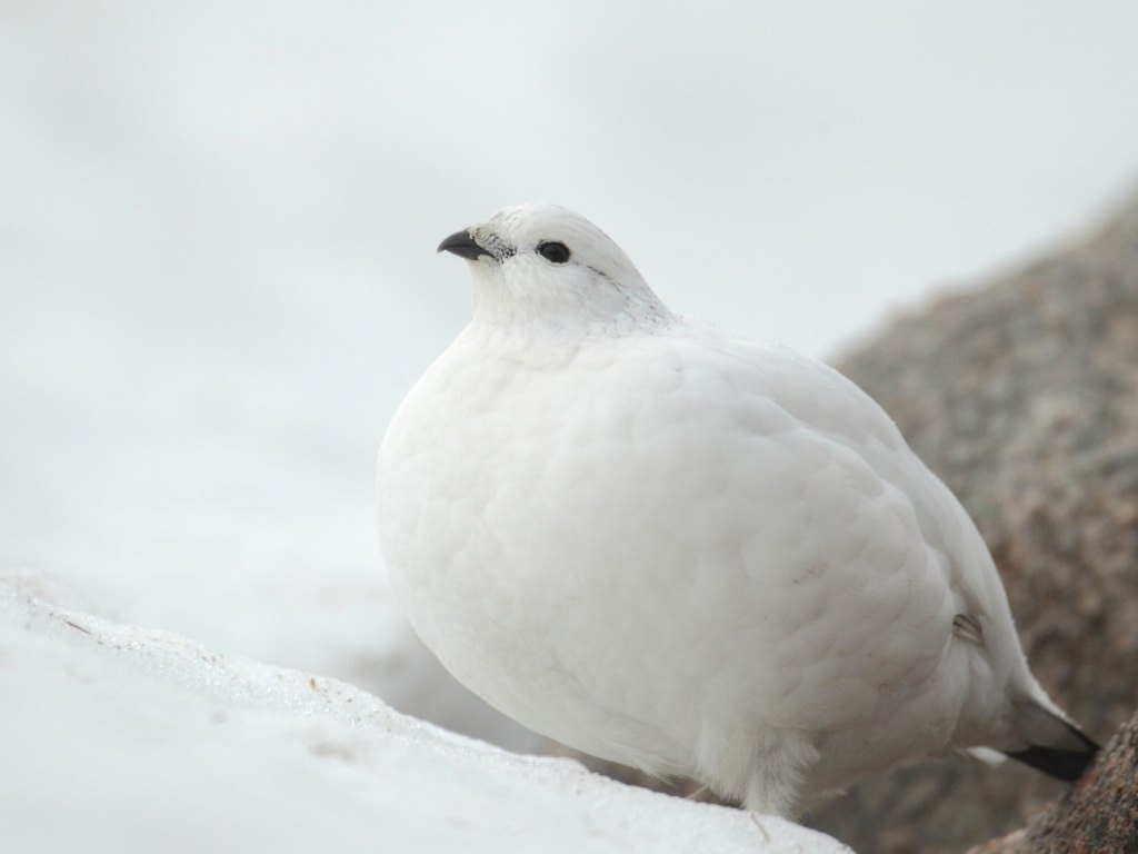 White Partridge- WallpaperUse