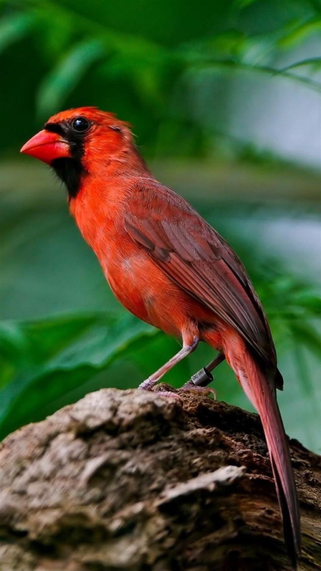 red bird wallpaper,bird,vertebrate,northern cardinal,beak,finch ...