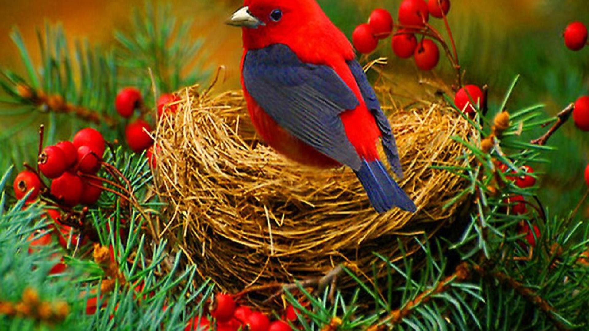 red bird wallpaper,bird,beak,tree,plant,old world flycatcher (#861100 ...