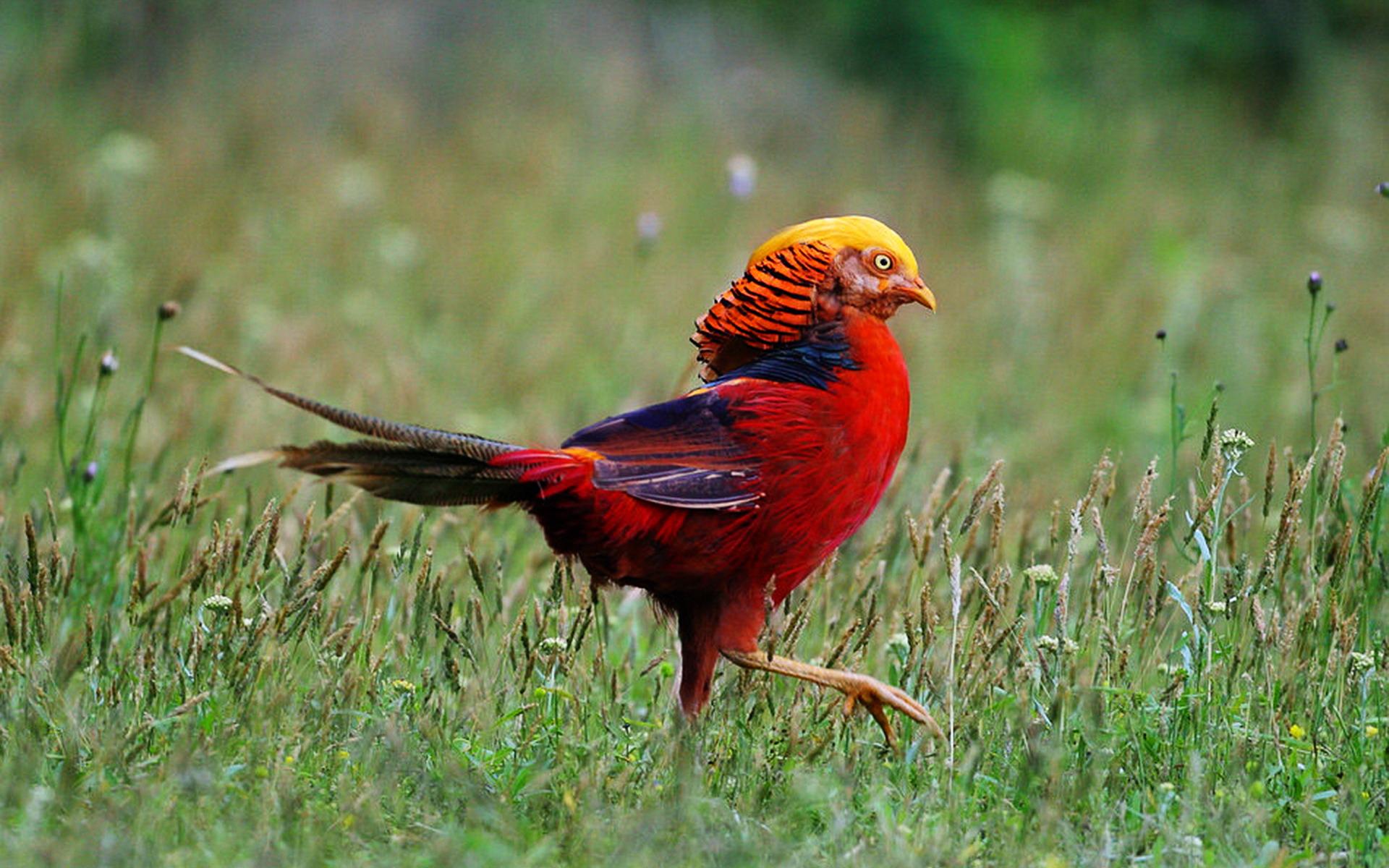 faisán fondo de pantalla,pájaro,faisán,fauna silvestre (#861552 ...