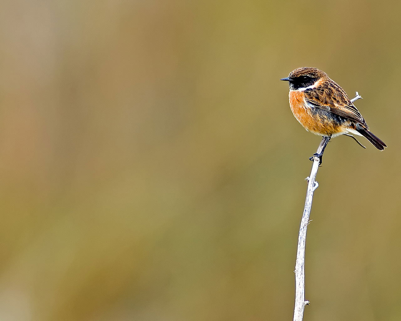 bird wallpaper uk,bird,beak,emberizidae,wildlife,swamp sparrow (#861588 ...