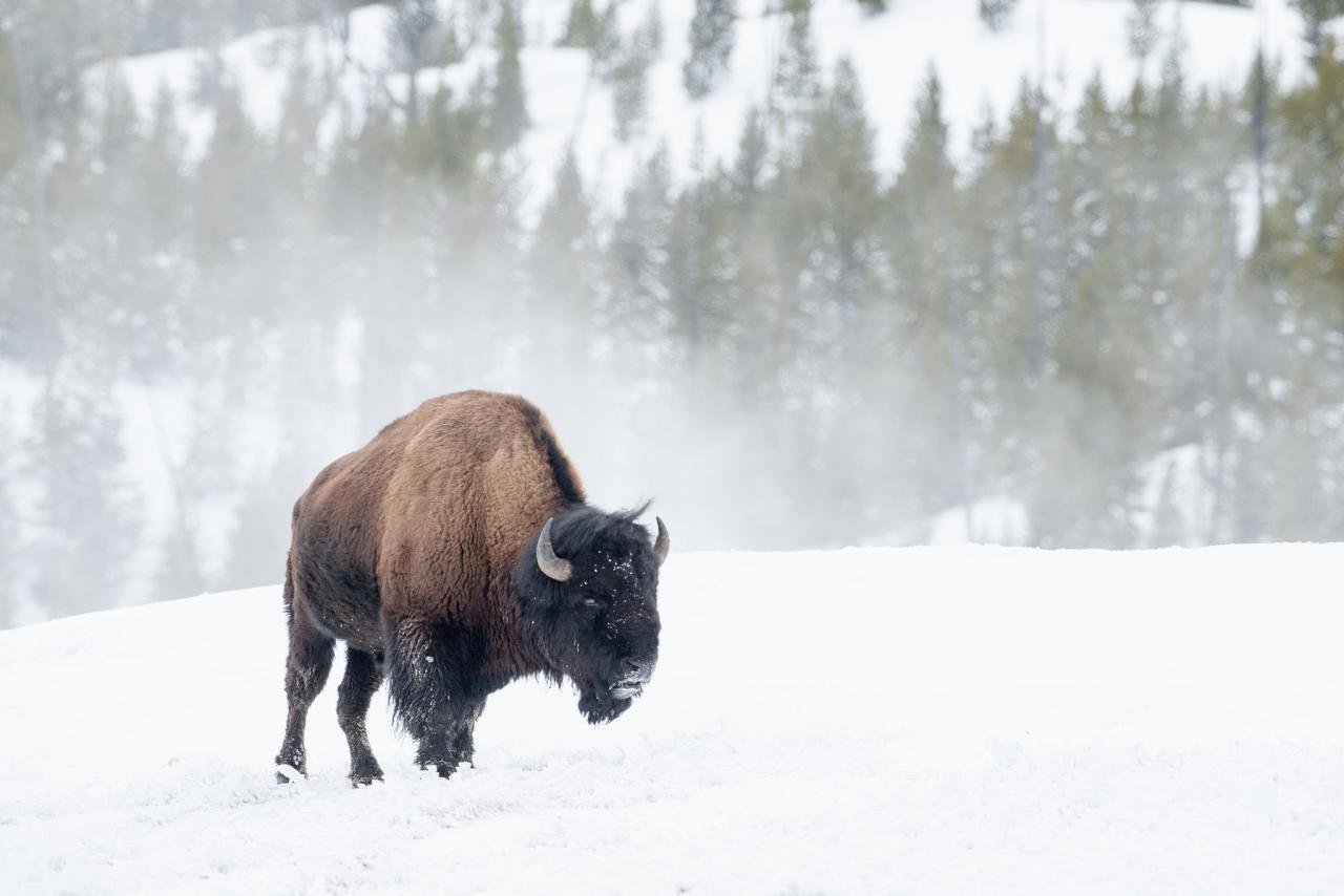 buffalo wallpaper,bison,bovine,wildlife,snow,terrestrial animal ...
