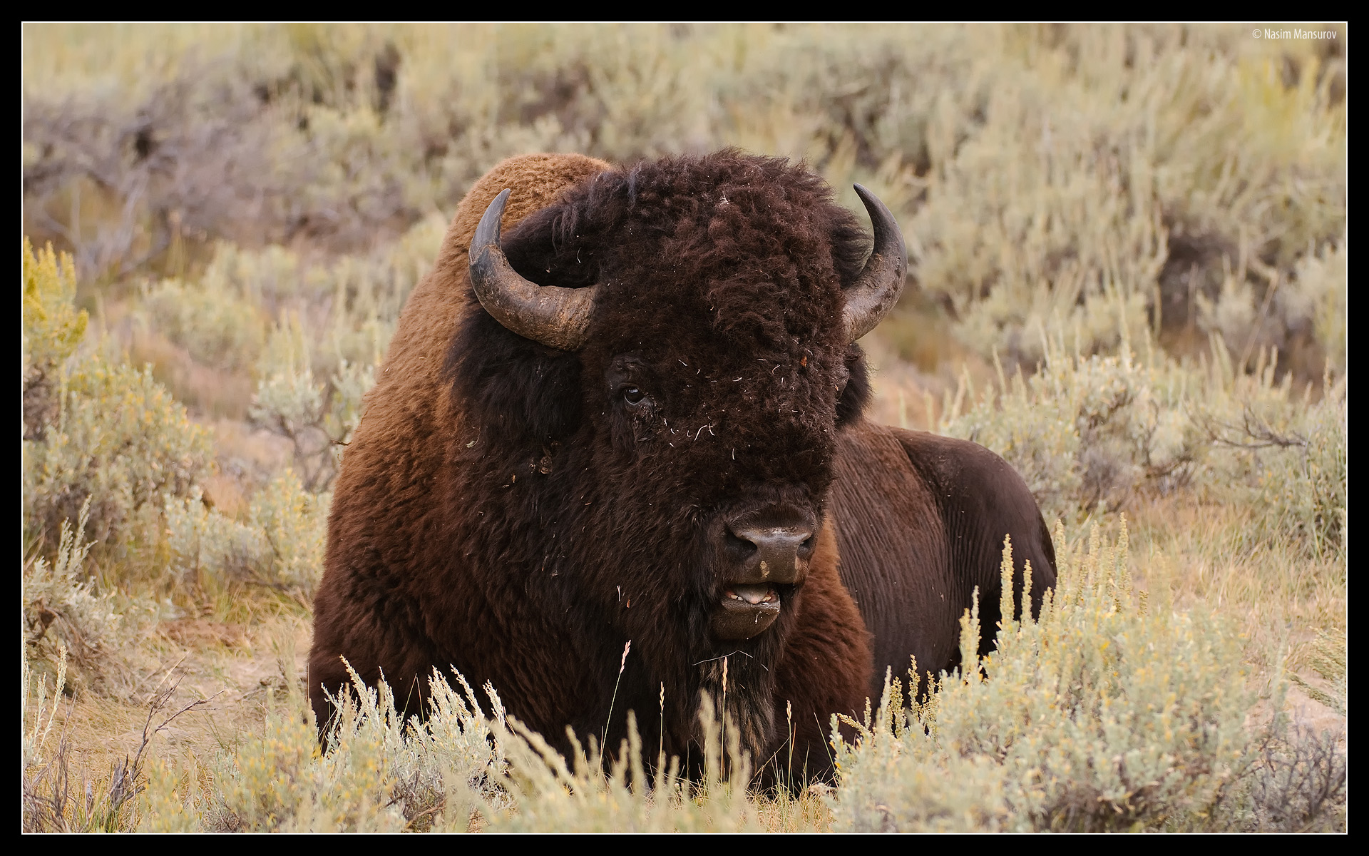 buffalo wallpaper,mammal,bison,vertebrate,terrestrial animal,bovine ...