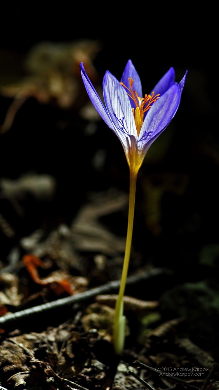 sfondi per iphone 6,fiore,pianta fiorita,croco cretese,tommy crocus ...
