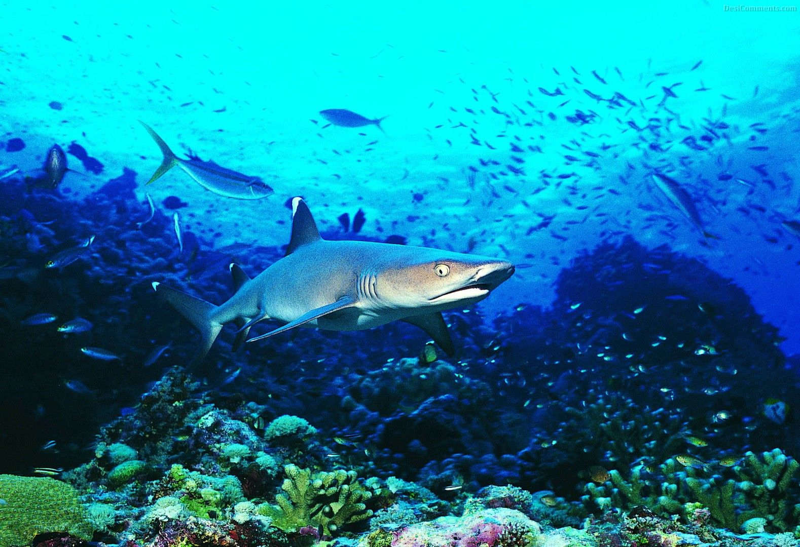 carta da parati vita d'acqua,pesce,subacqueo,pesce,biologia marina ...