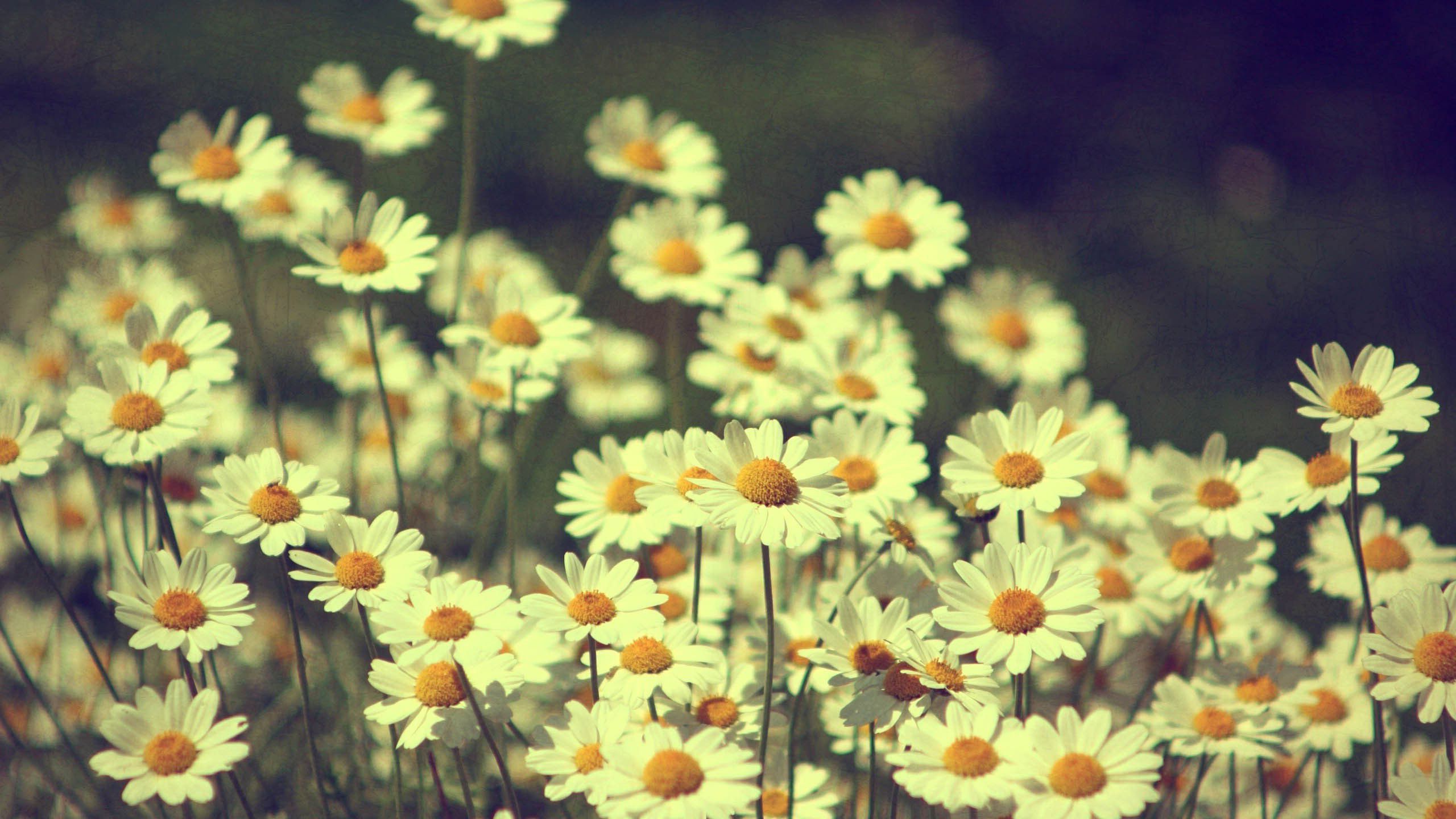 Hd Wallpapers Vintage Flowers- WallpaperUse