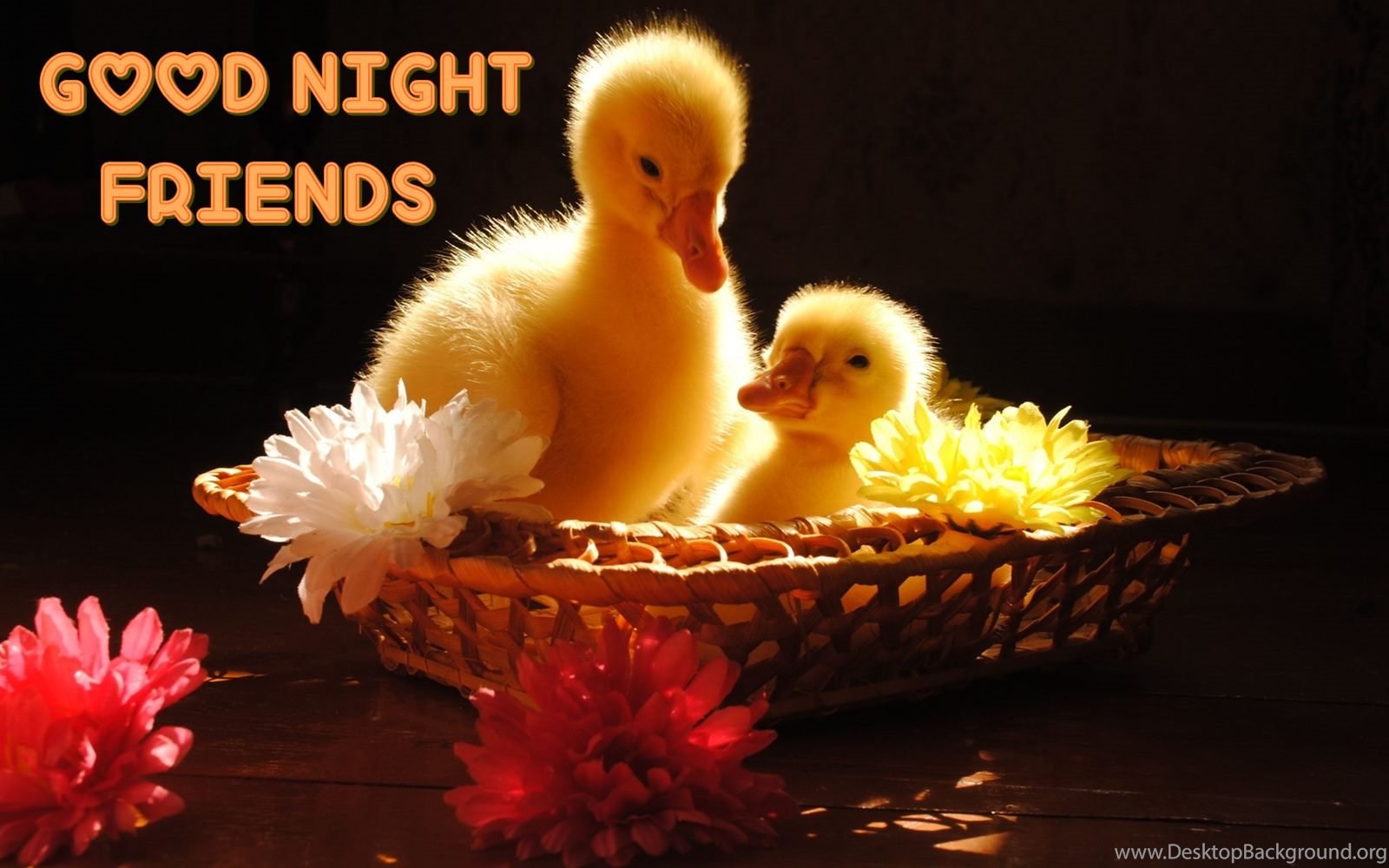 cute good night wallpapers,duck,bird,water bird,ducks, geese and swans ...
