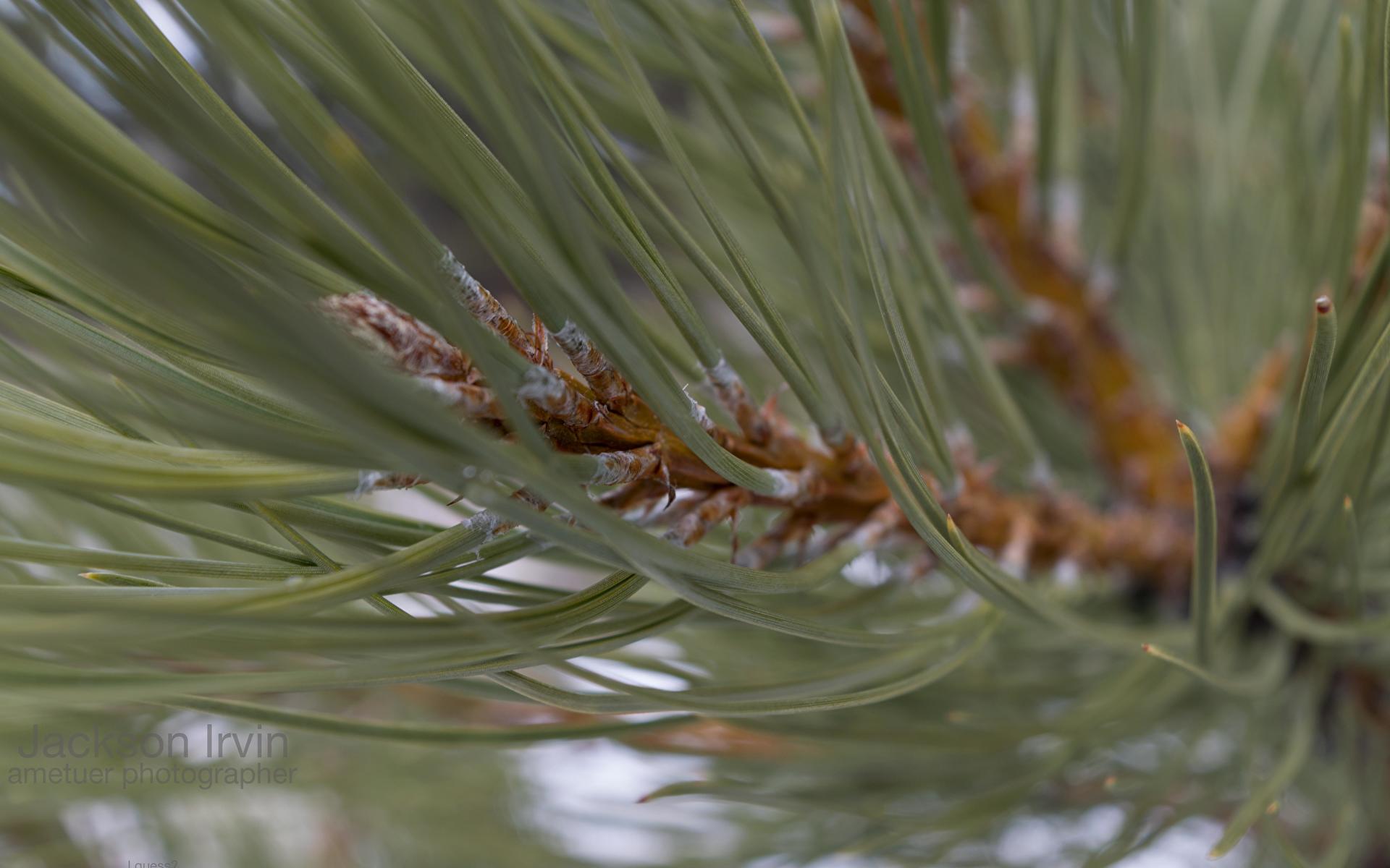 decent wallpapers for mobile,columbian spruce,white pine,jack pine,red ...