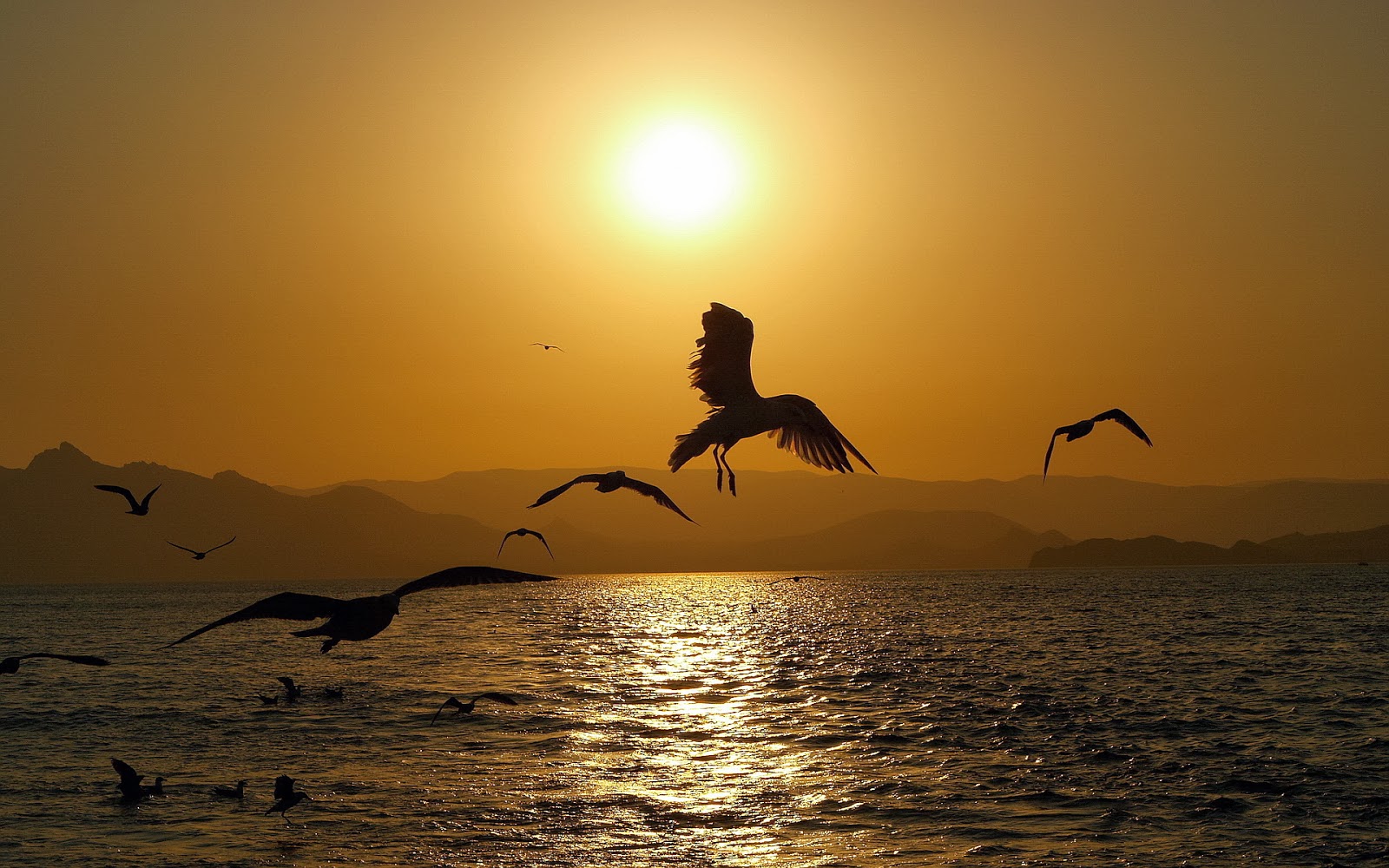 sfondi più votati,cielo,orizzonte,uccello marino,tramonto,mare (#872906 ...