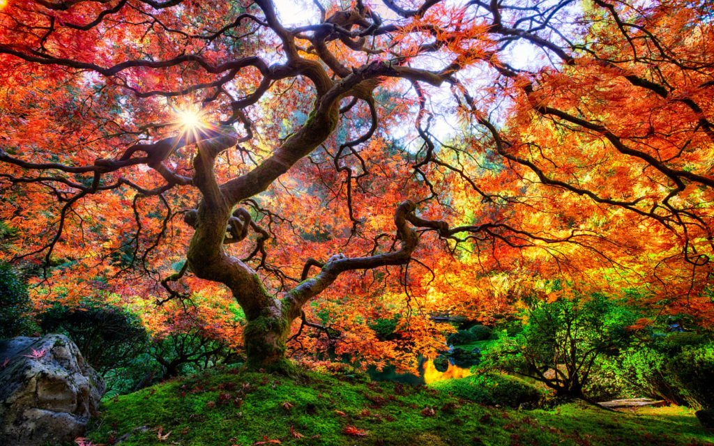 Eugene Oregon Fall Foliage- WallpaperUse
