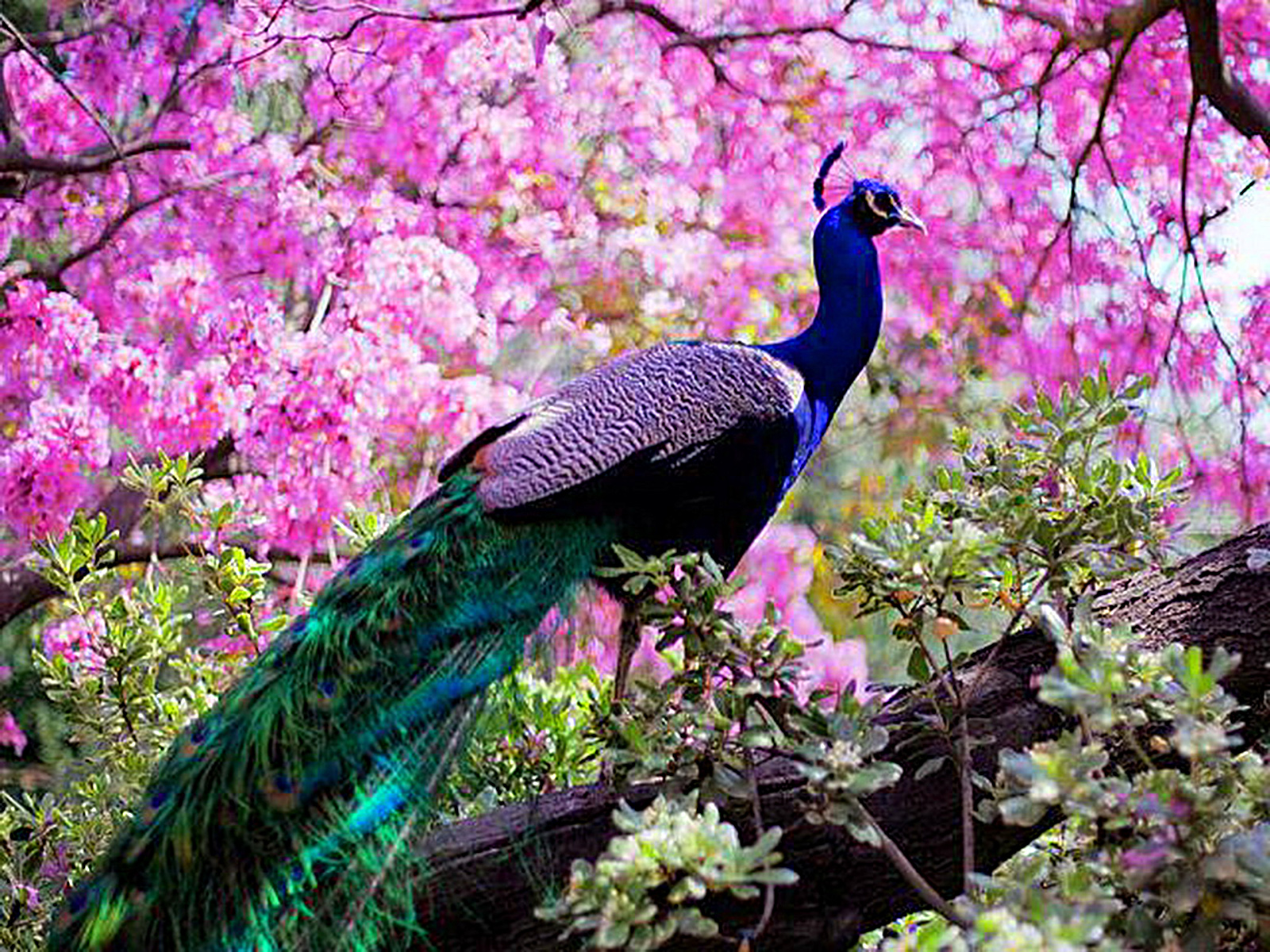 peacock wallpaper,peafowl,bird,beak,flower,spring (#875650) - WallpaperUse