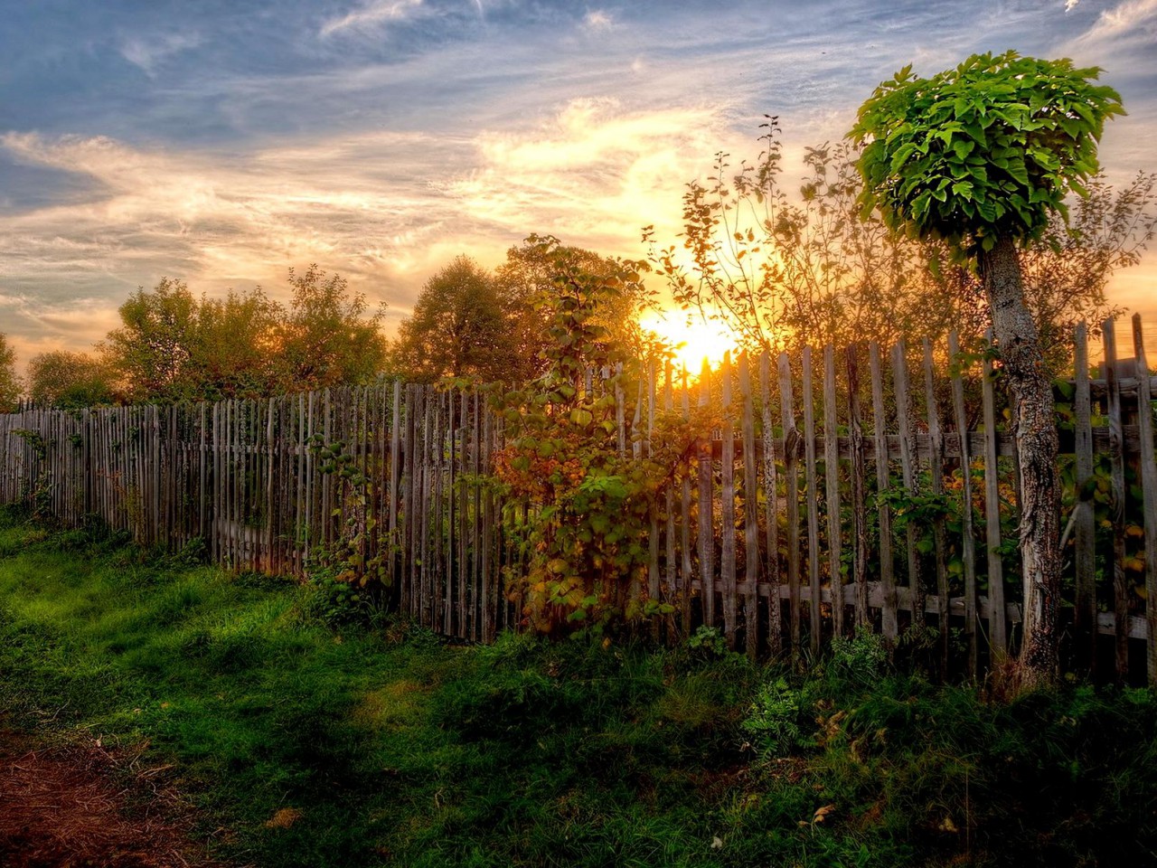 good morning hd wallpaper,nature,natural landscape,sky,tree,sunrise ...