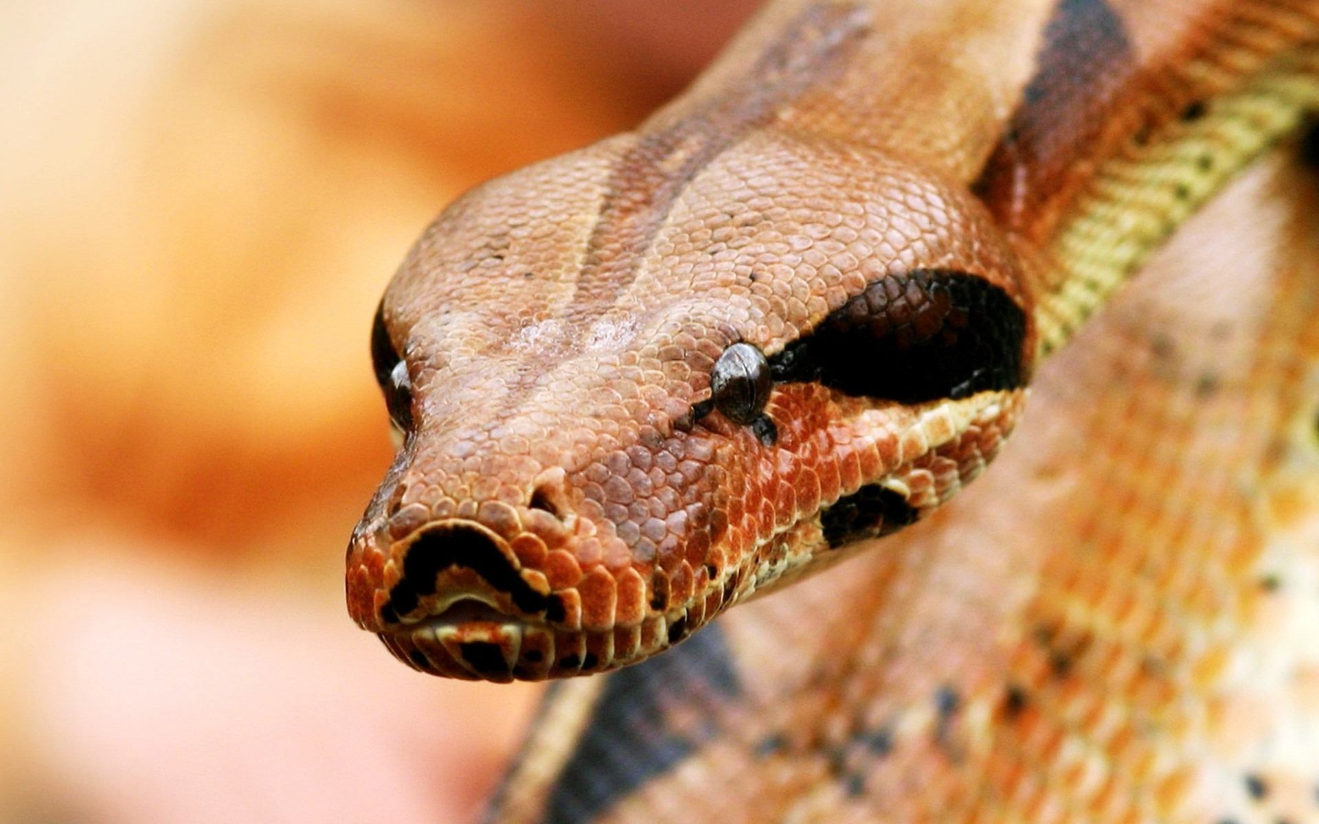 Python Snake- WallpaperUse