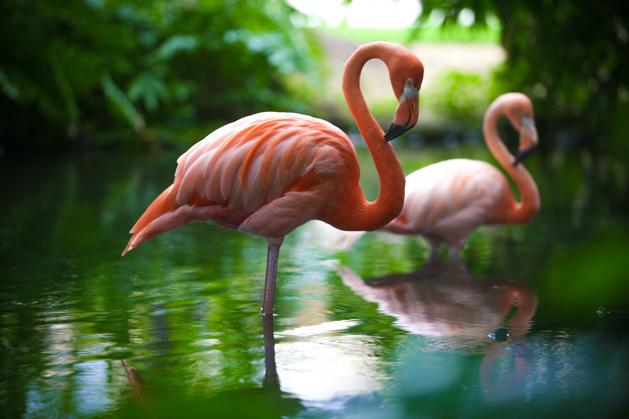 flamingo wallpaper,flamingo,bird,greater flamingo,nature,natural ...