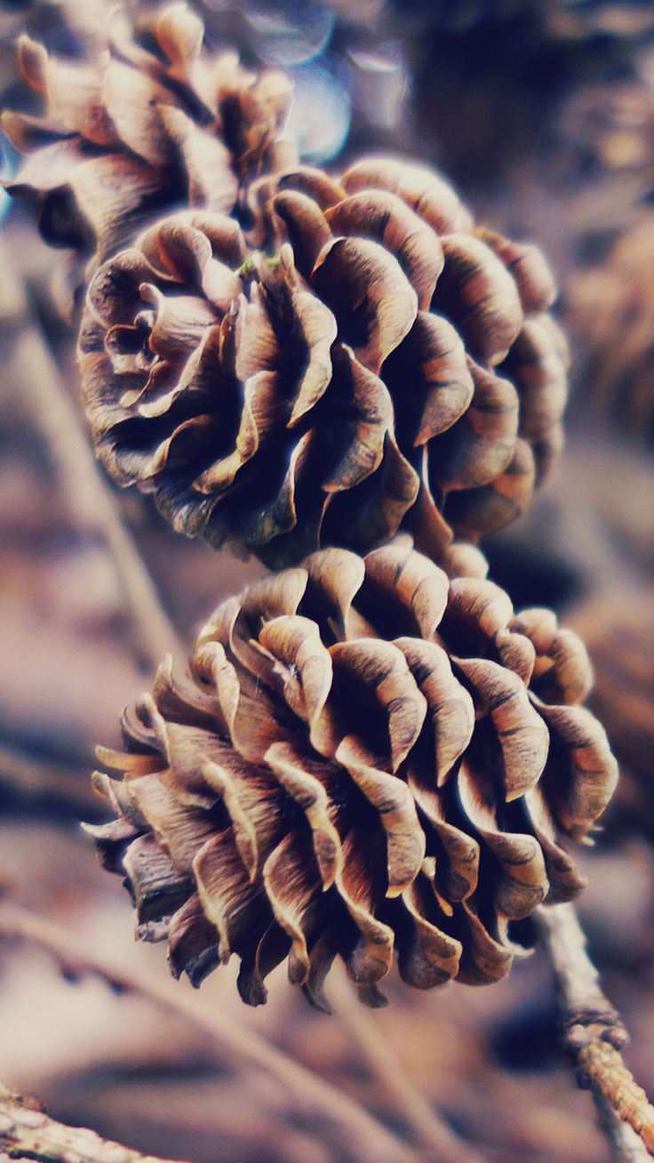 pinterest wallpaper,sugar pine,columbian spruce,red pine,yellow fir ...