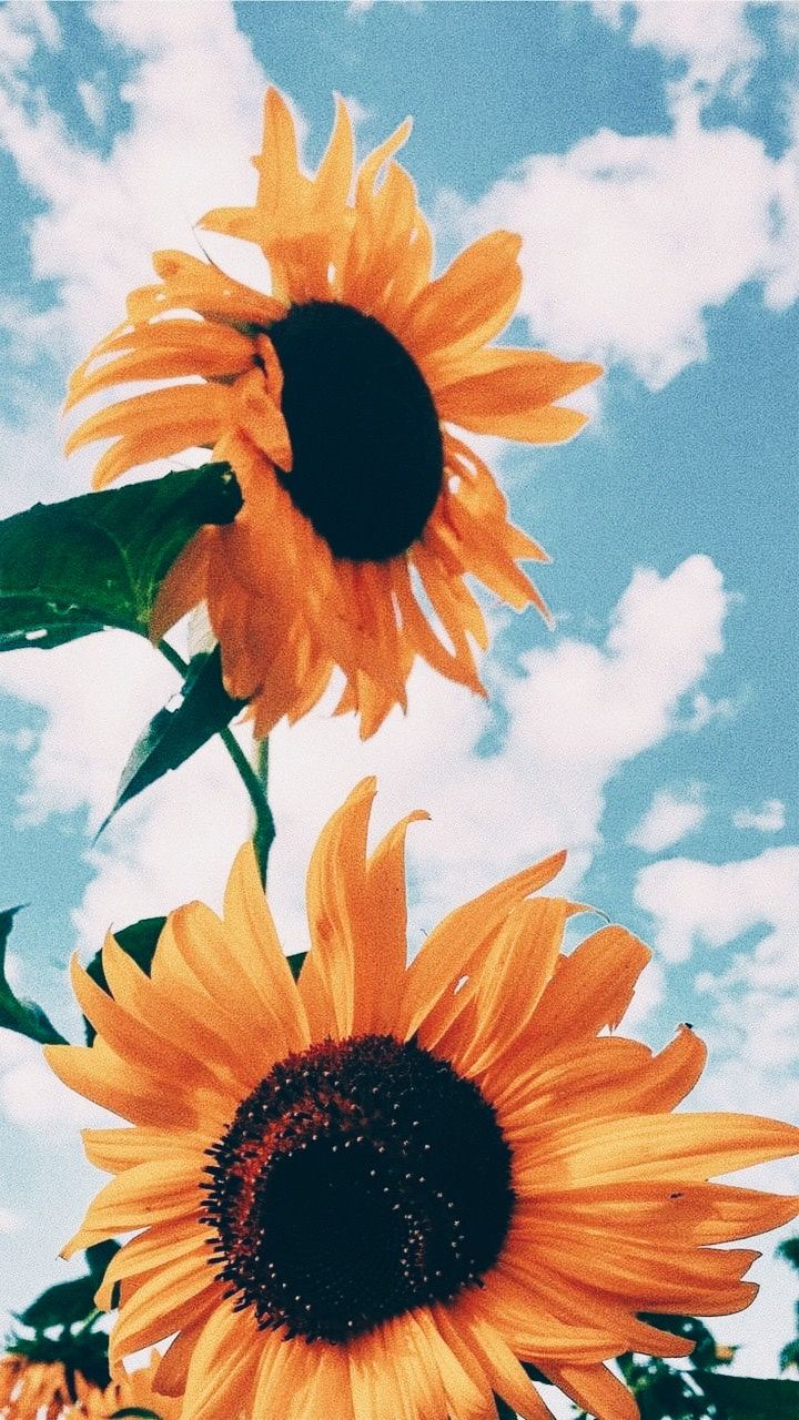 Pinterest Wallpaper- WallpaperUse