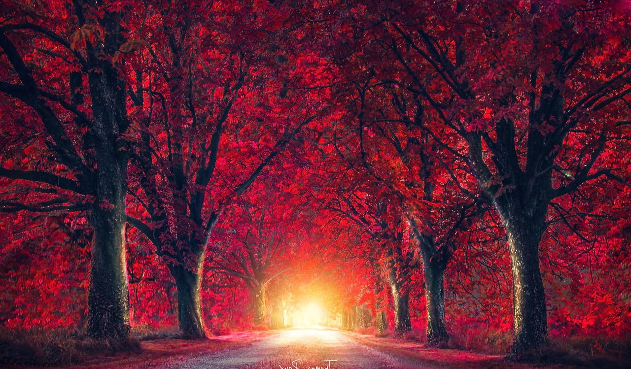 meilleur fond d'écran,rouge,arbre,la nature,paysage naturel,ciel ...