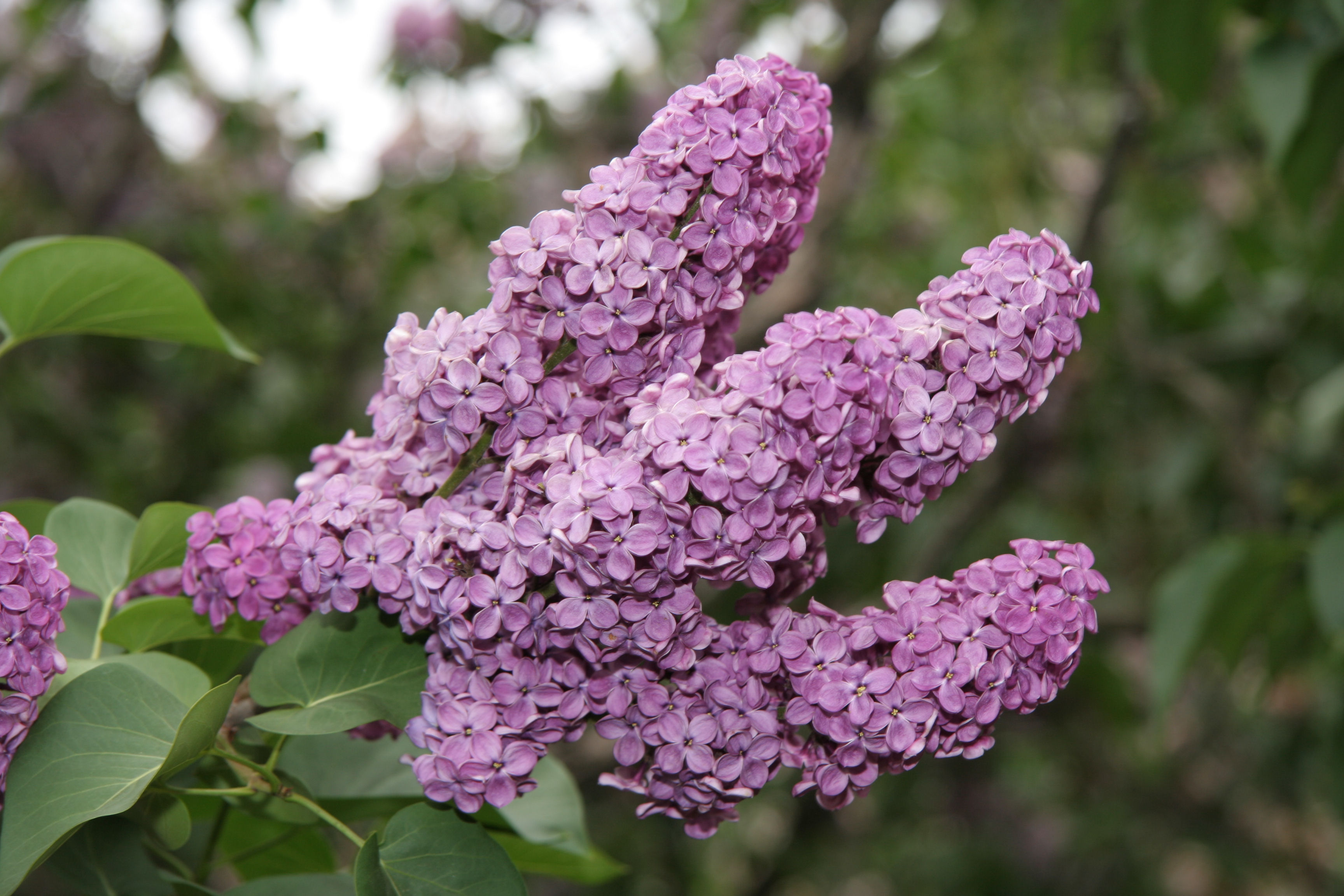 carta da parati lilla,fiore,lilla,pianta,lilla,lilla (#890222 ...